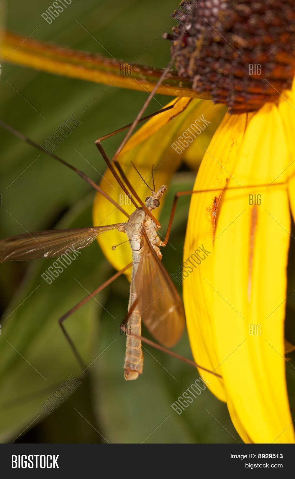 Cran Fly Extreme Image & Photo (Free Trial) | Bigstock