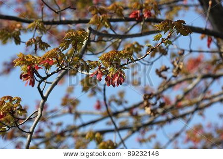 Red Maple Leaves Image & Photo (Free Trial) | Bigstock