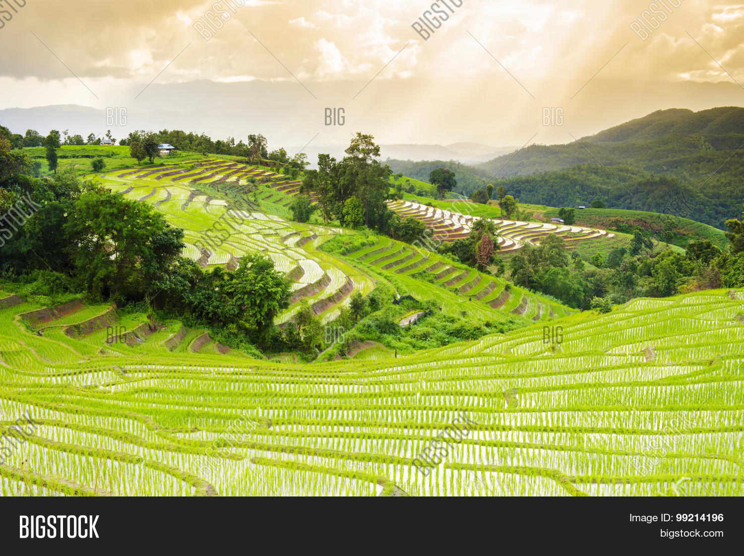 Terraced Rice Field Image & Photo (Free Trial) | Bigstock