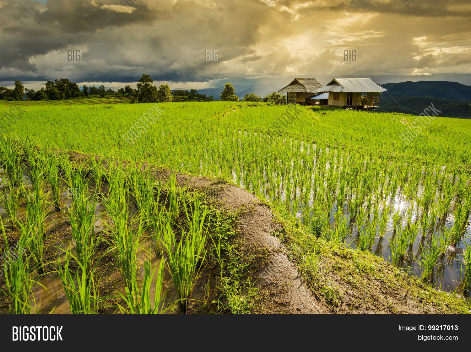 Terraced Rice Field Image & Photo (Free Trial) | Bigstock