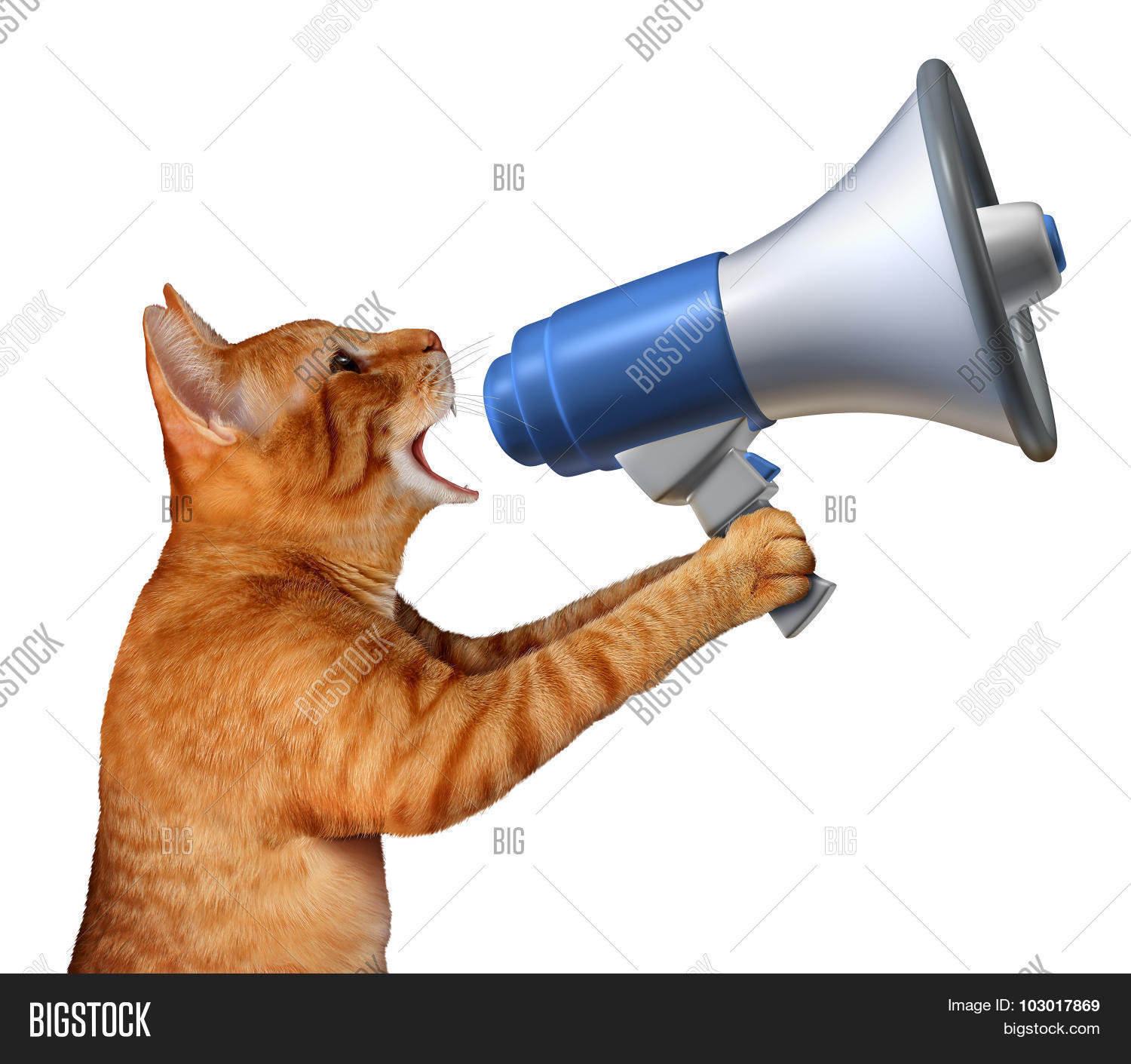 Cat Announcement Image & Photo (Free Trial) | Bigstock