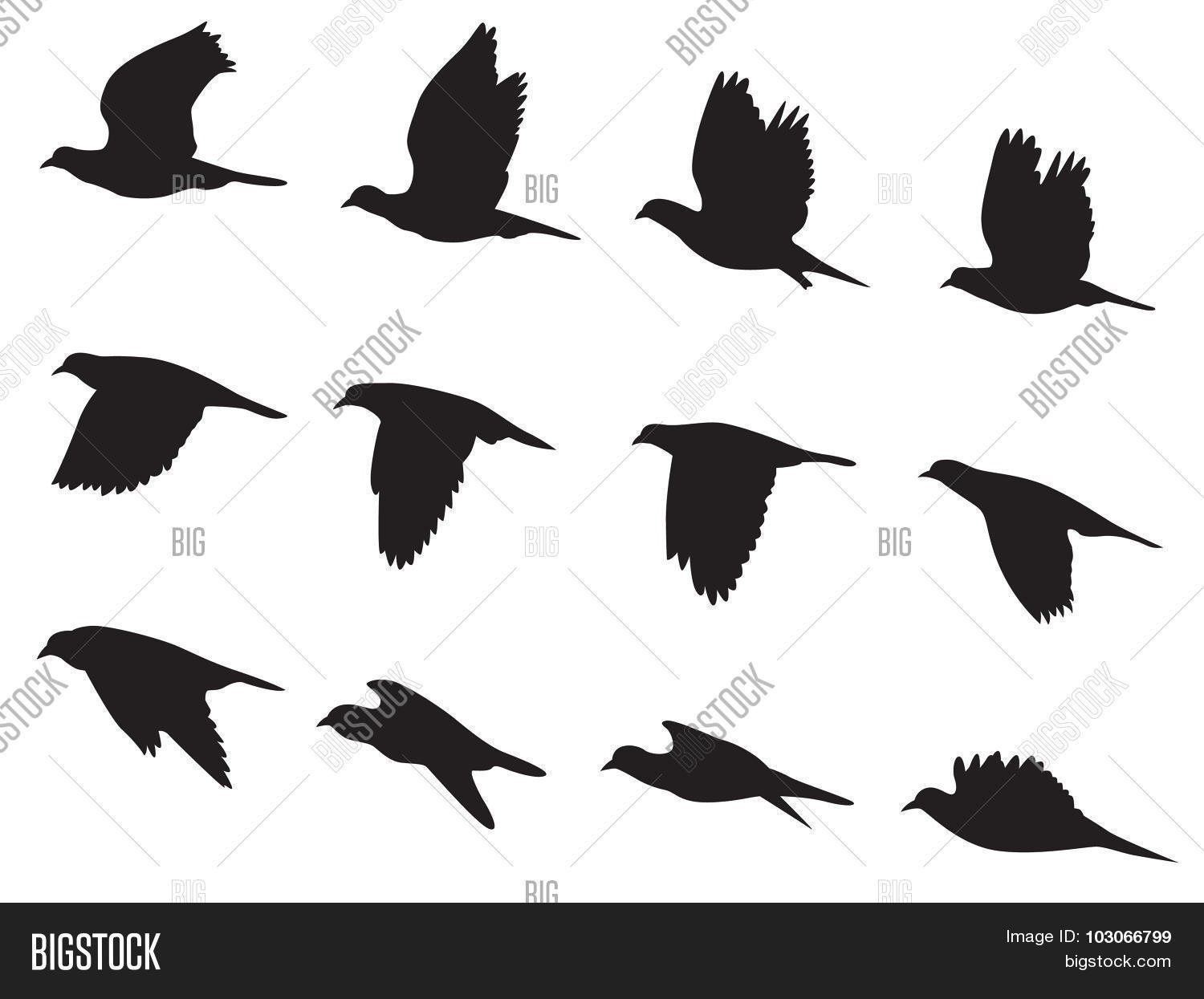 Silhouette Pigeons Vector & Photo (Free Trial) | Bigstock