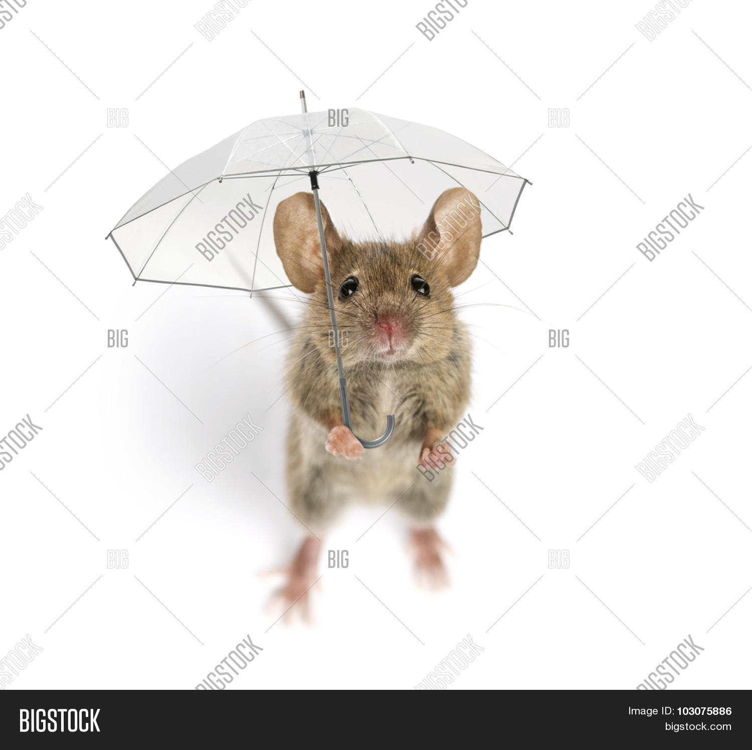 High View Wood Mouse Image & Photo (Free Trial) | Bigstock