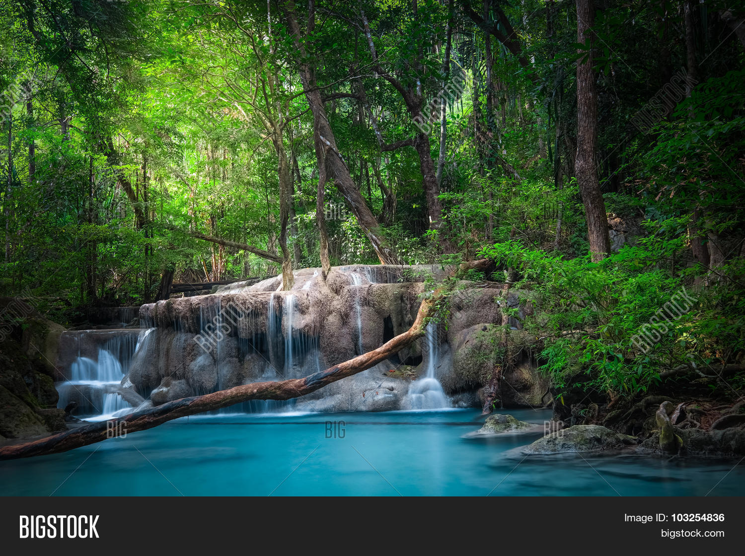 Jangle Landscape Image & Photo (Free Trial) | Bigstock