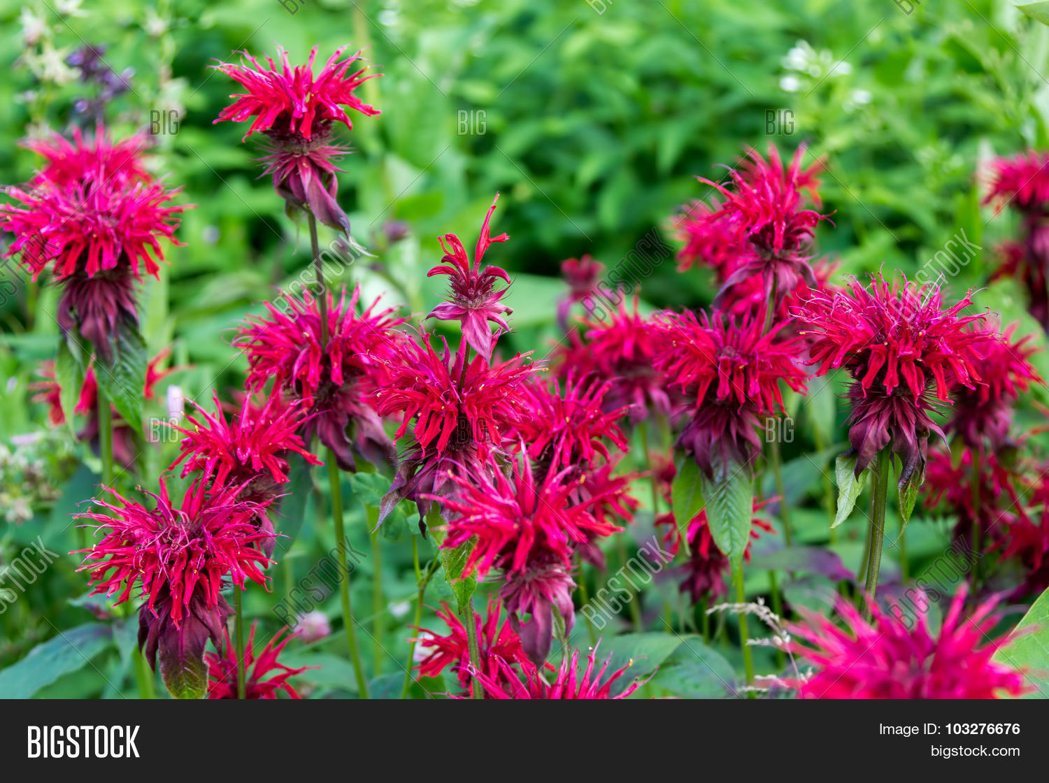 Small Red Flowers Image & Photo (Free Trial) | Bigstock