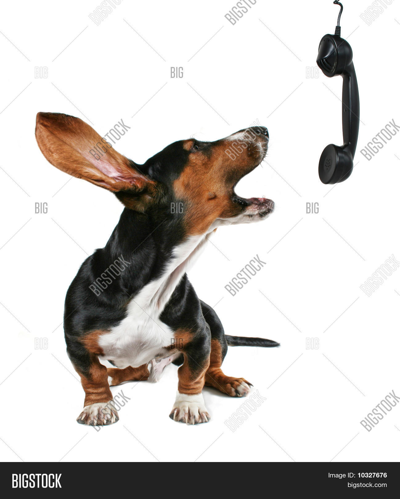 Howling Dog On Phone Image & Photo (Free Trial) | Bigstock