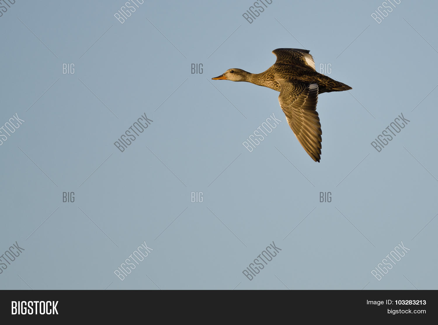 Gadwall Duck Flying Image & Photo (Free Trial) | Bigstock