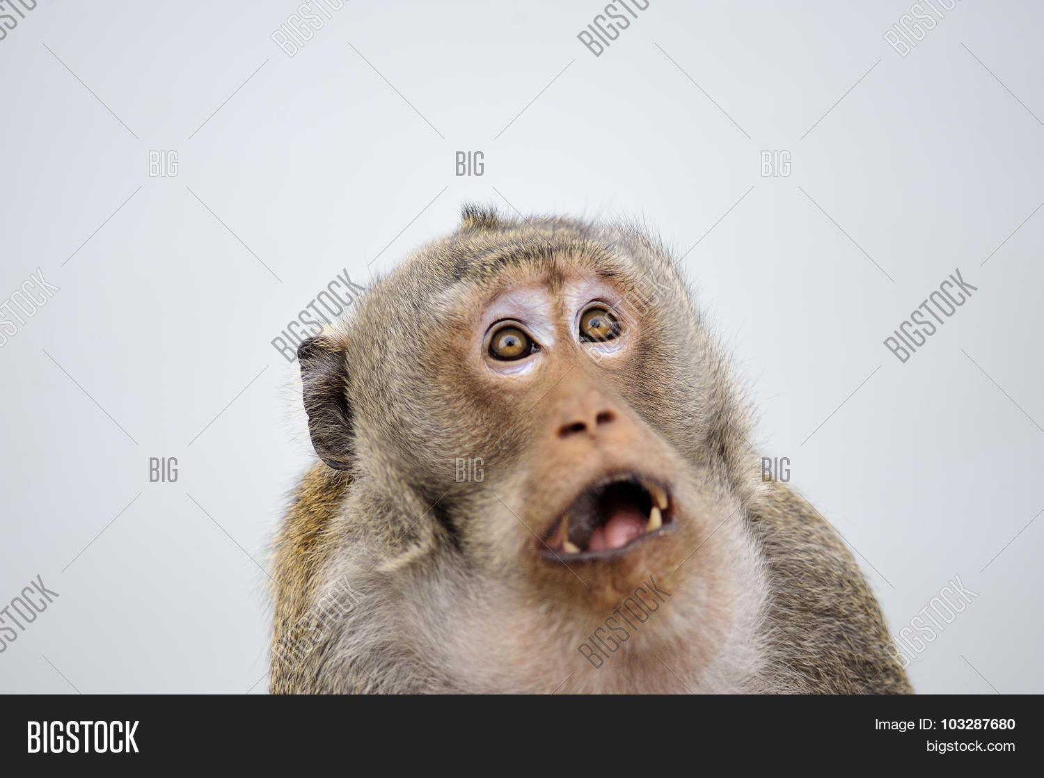 Monkey Emotion Image & Photo (Free Trial) | Bigstock