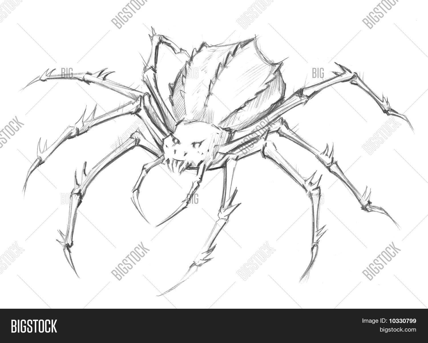 Hand-drawn Spider Image & Photo (Free Trial) | Bigstock