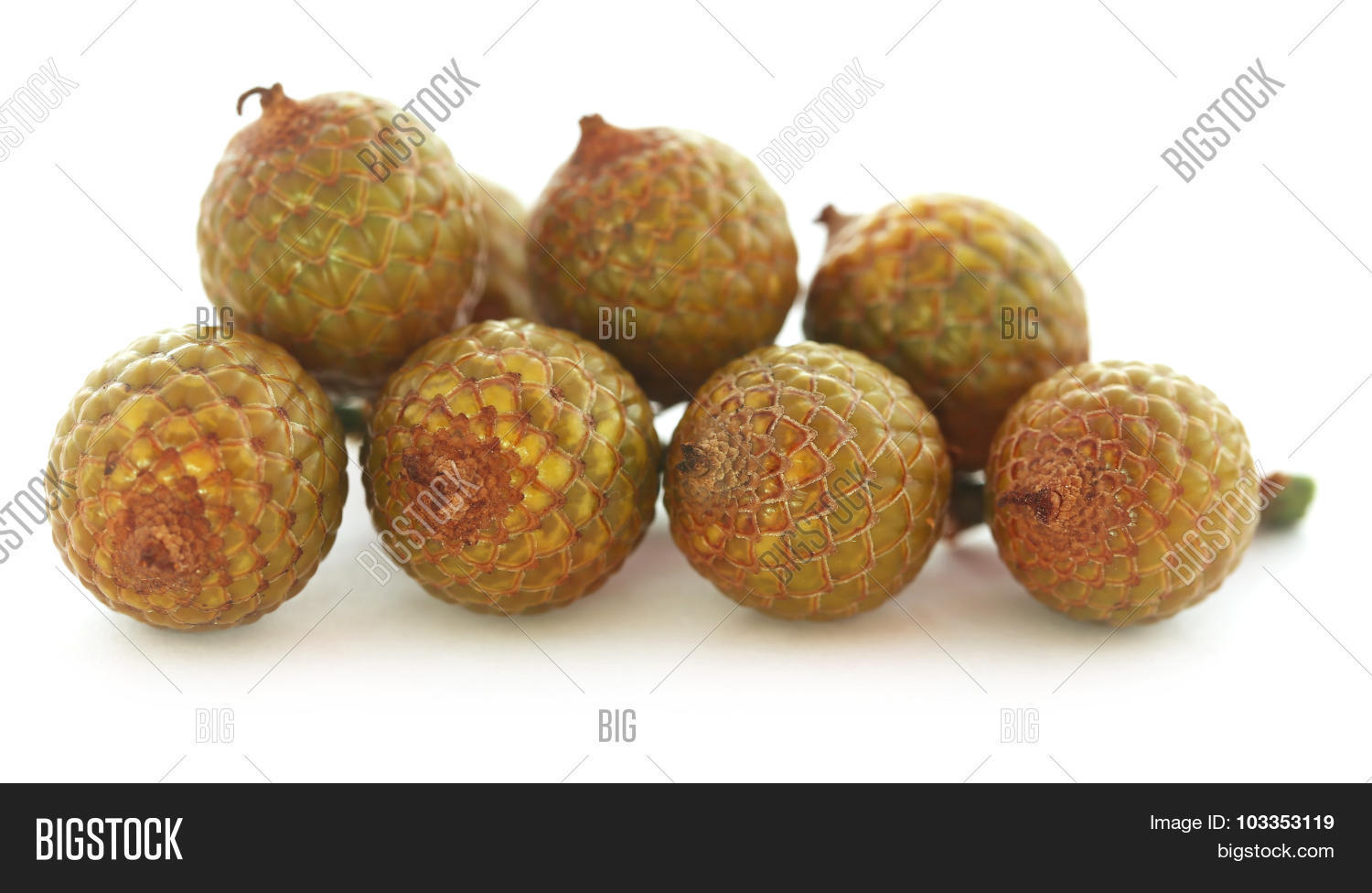Tropical Calamus Palm Image & Photo (Free Trial) | Bigstock
