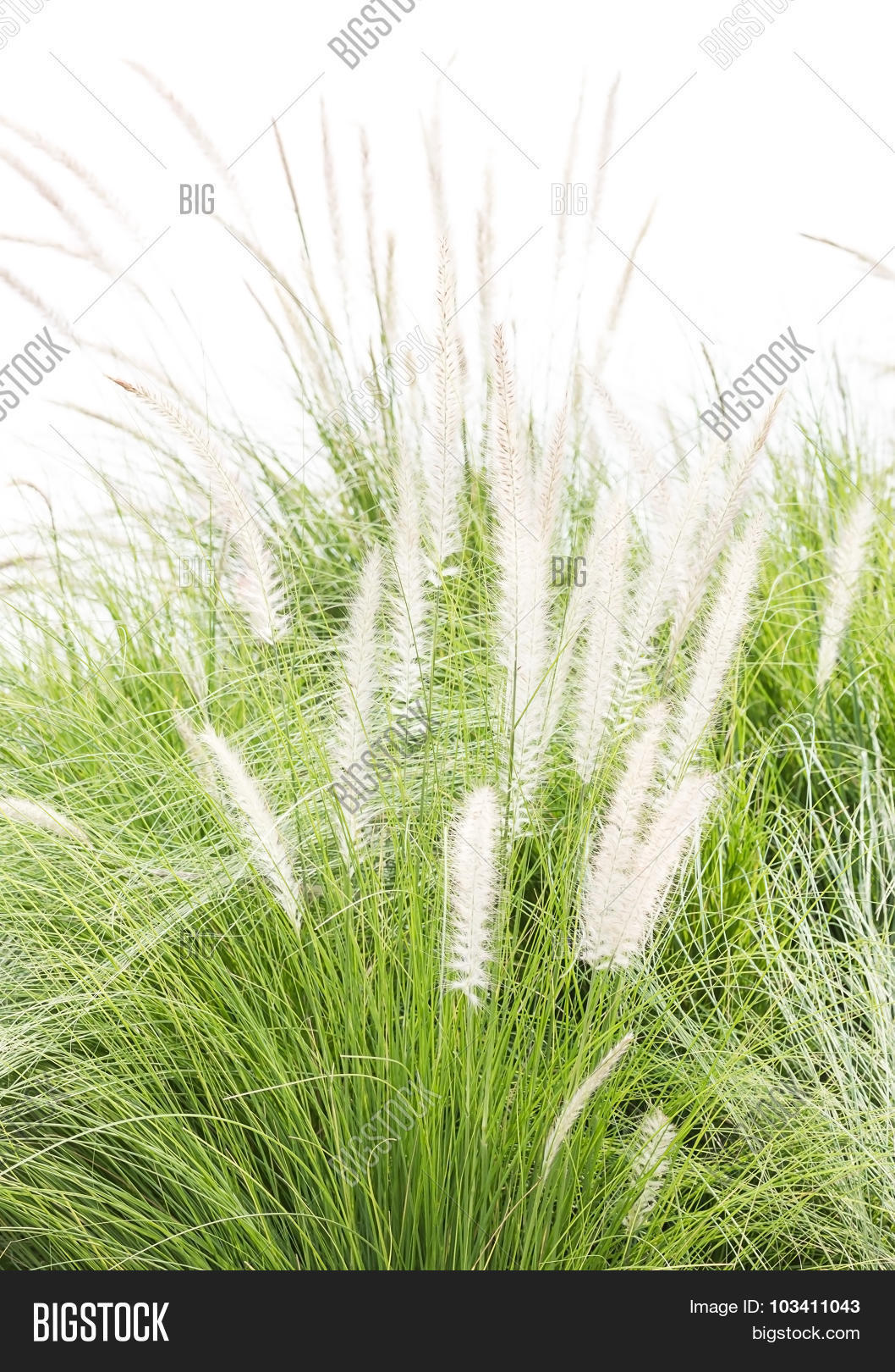 Imperata Cylindrica Image & Photo (Free Trial) | Bigstock