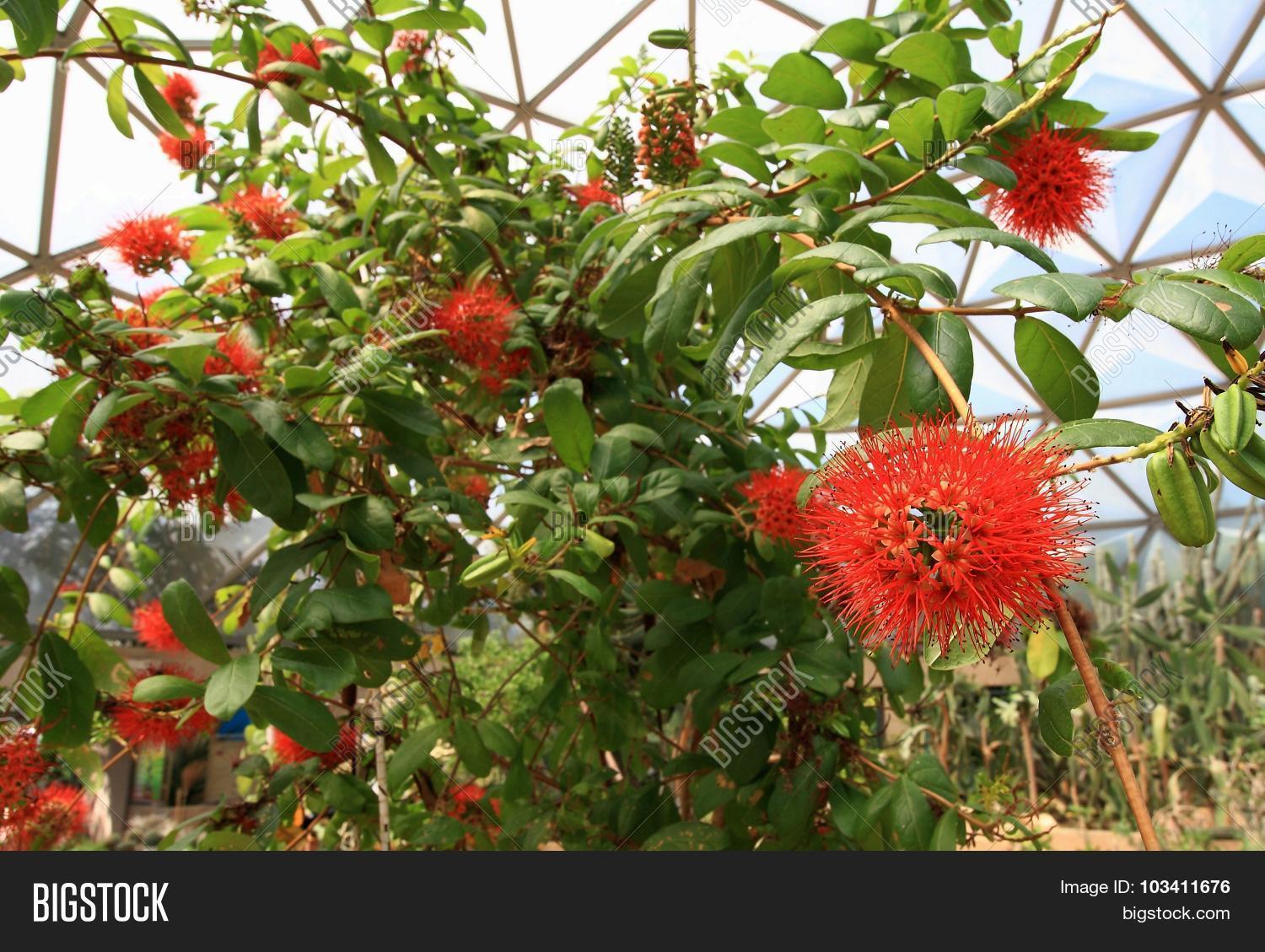 Red Flower Bush Willow Image & Photo (Free Trial) | Bigstock