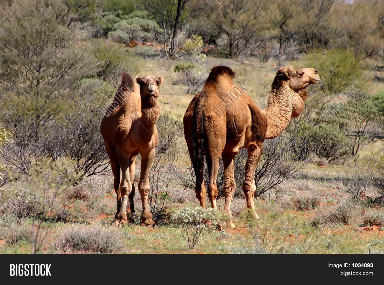 Australia Outback 57 Image & Photo (Free Trial) | Bigstock