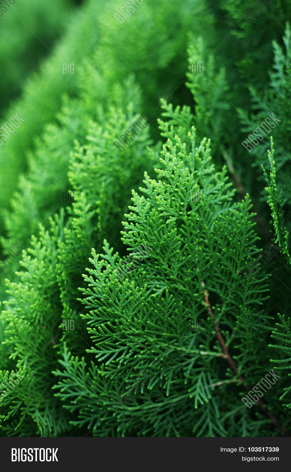 Cypress Tree Image & Photo (Free Trial) | Bigstock