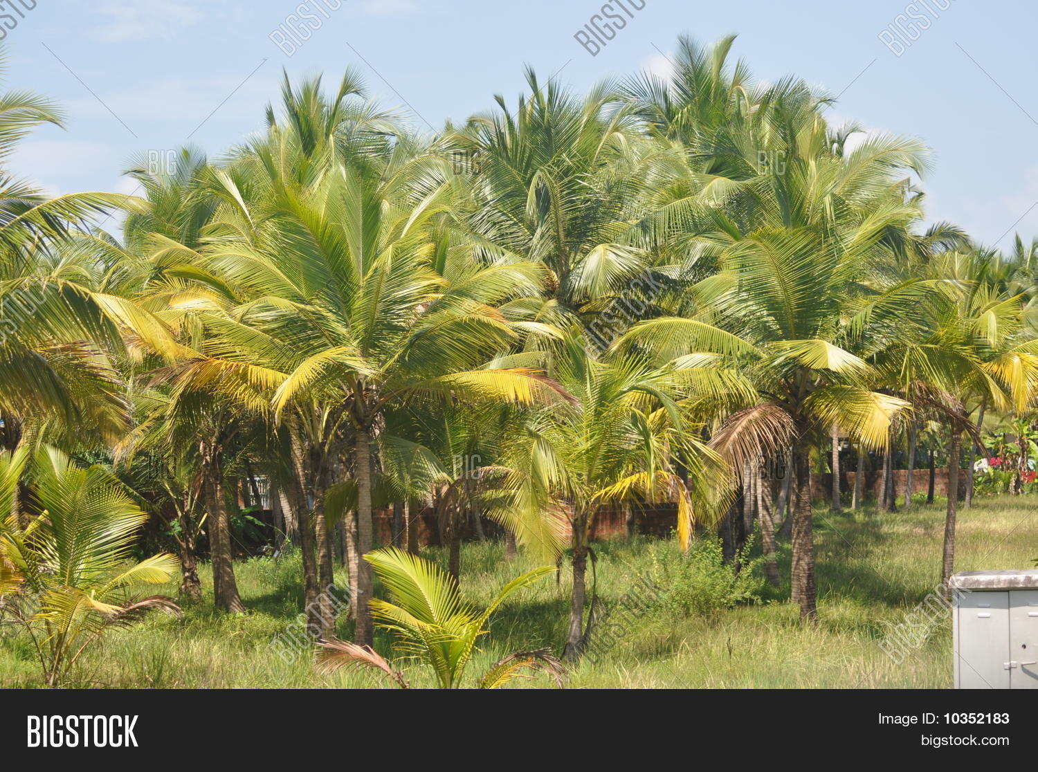 Coconut Palm Farm Image & Photo (Free Trial) | Bigstock
