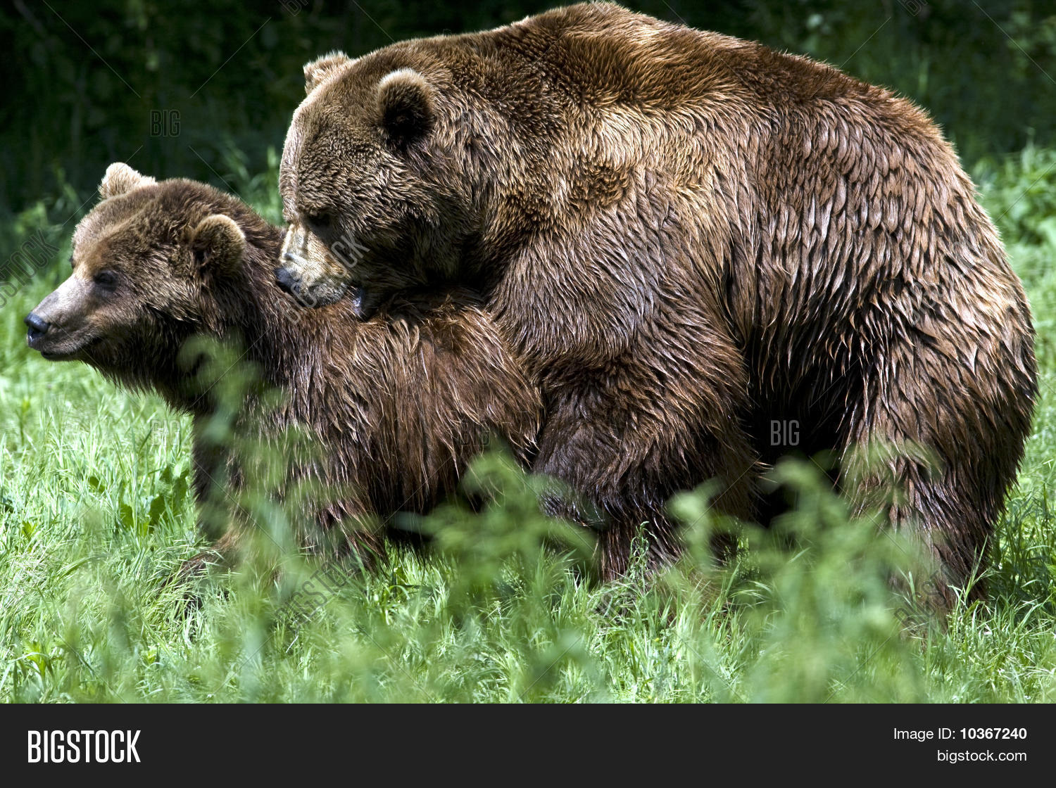 Brown Bear Mating / Image & Photo (Free Trial) | Bigstock