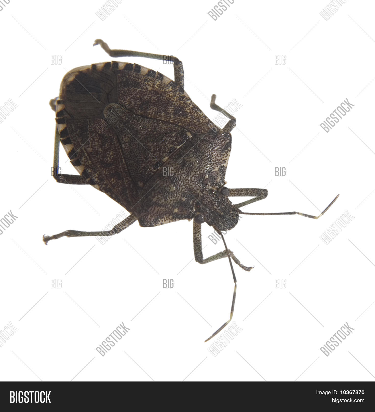Smelly Bug Image & Photo (Free Trial) | Bigstock