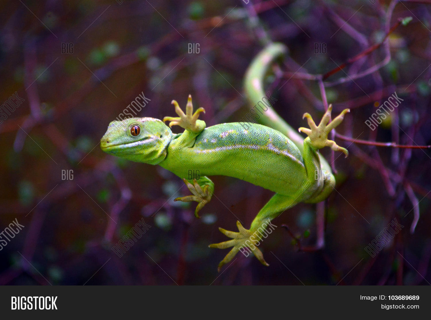 Rare Green Gecko Image & Photo (Free Trial) | Bigstock