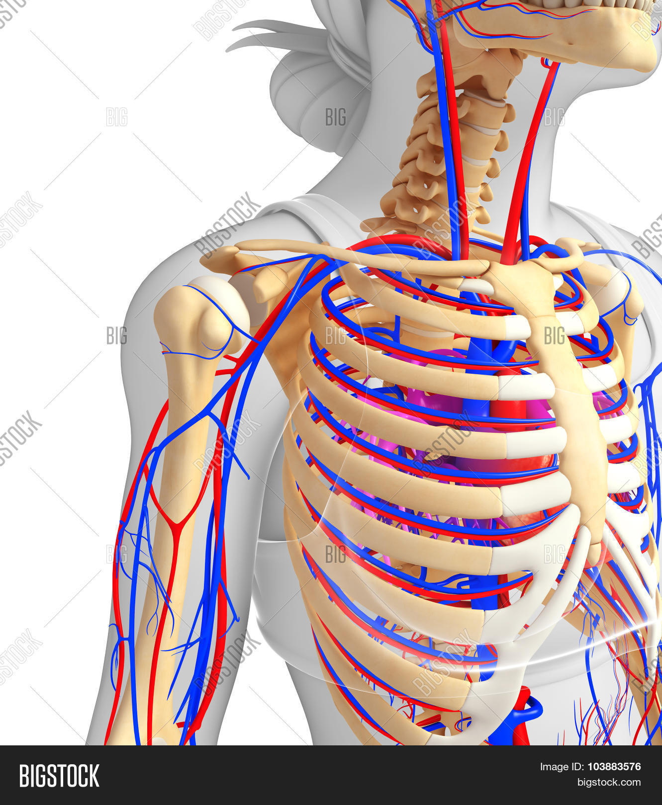 Female Skeletal Image & Photo (Free Trial) | Bigstock