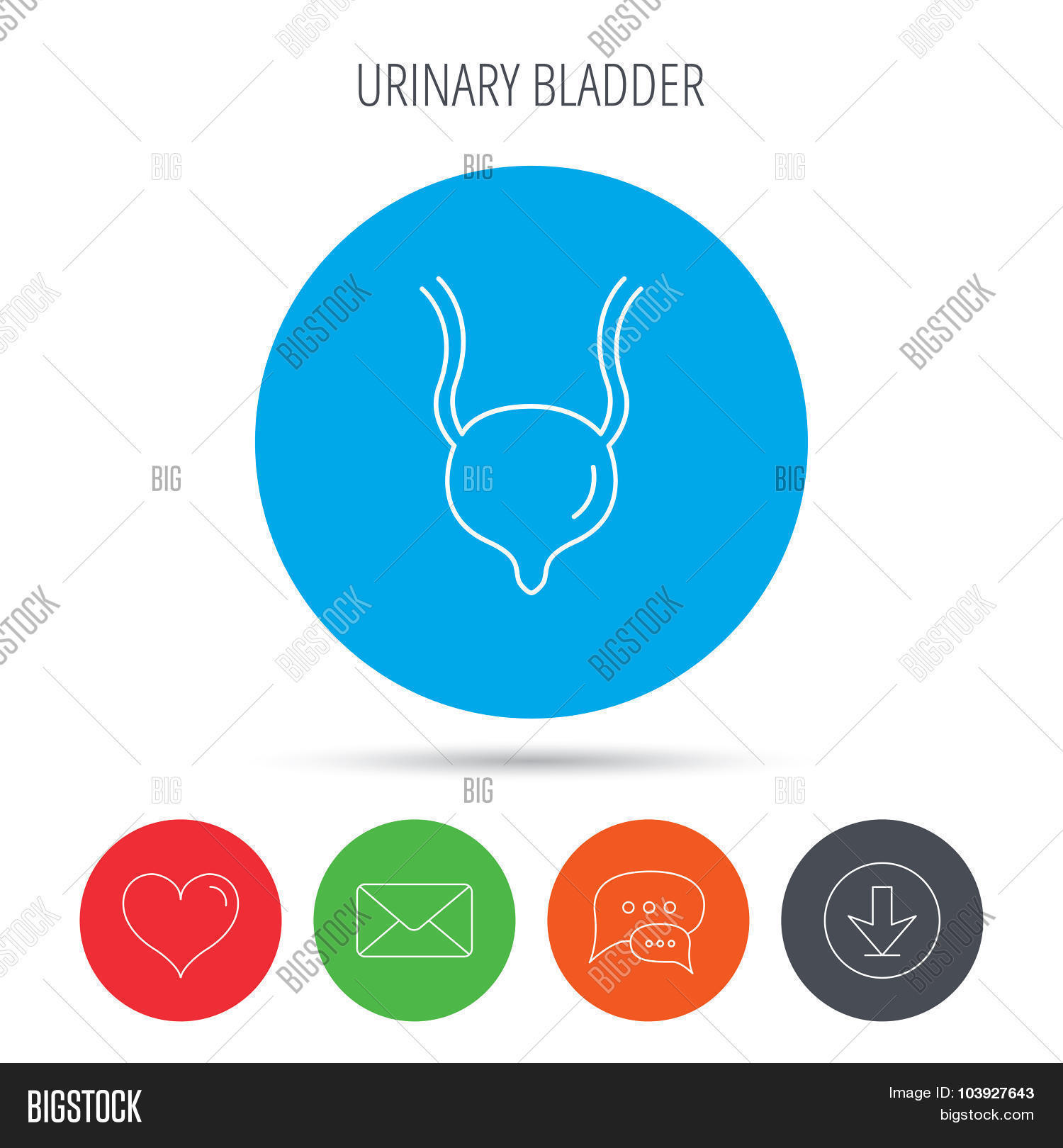 Urinary Bladder Icon Vector & Photo (Free Trial) | Bigstock