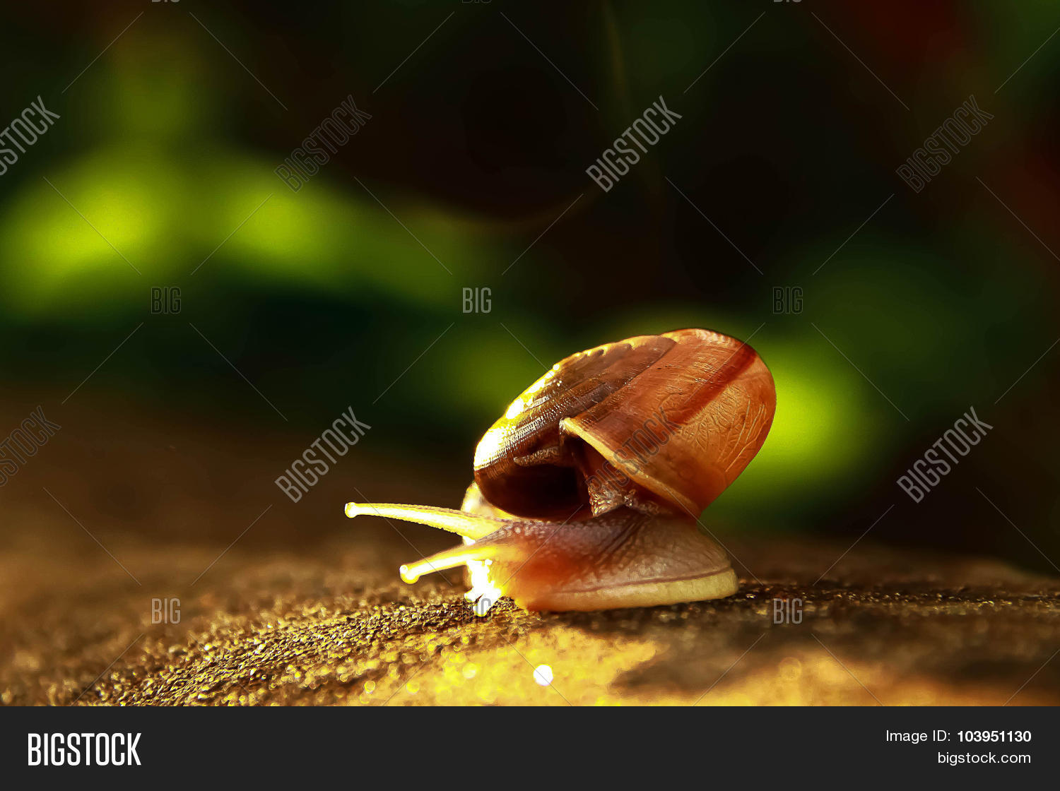 Snail Walking Alone On Image & Photo (Free Trial) | Bigstock