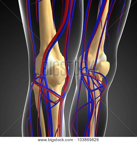 Human Knee Circulatory Image & Photo (Free Trial) | Bigstock