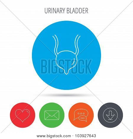 Urinary Bladder Icon Vector & Photo (Free Trial) | Bigstock