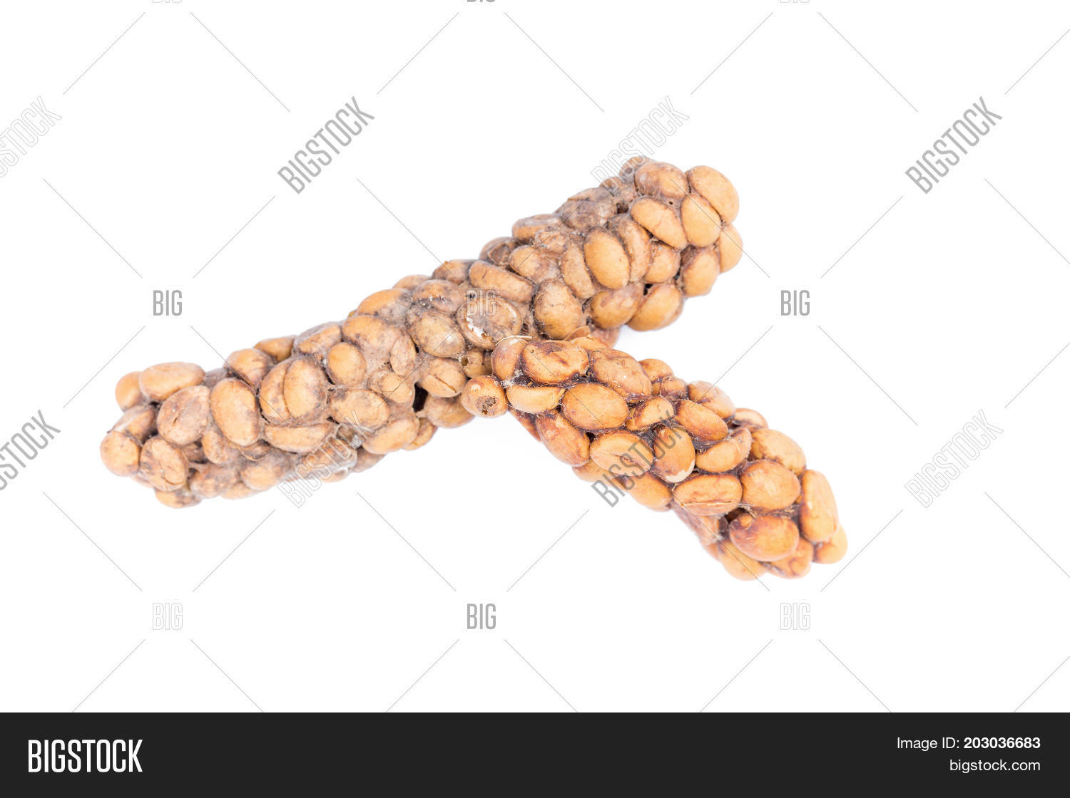 Kopi Luwak Civet Image & Photo (Free Trial) | Bigstock