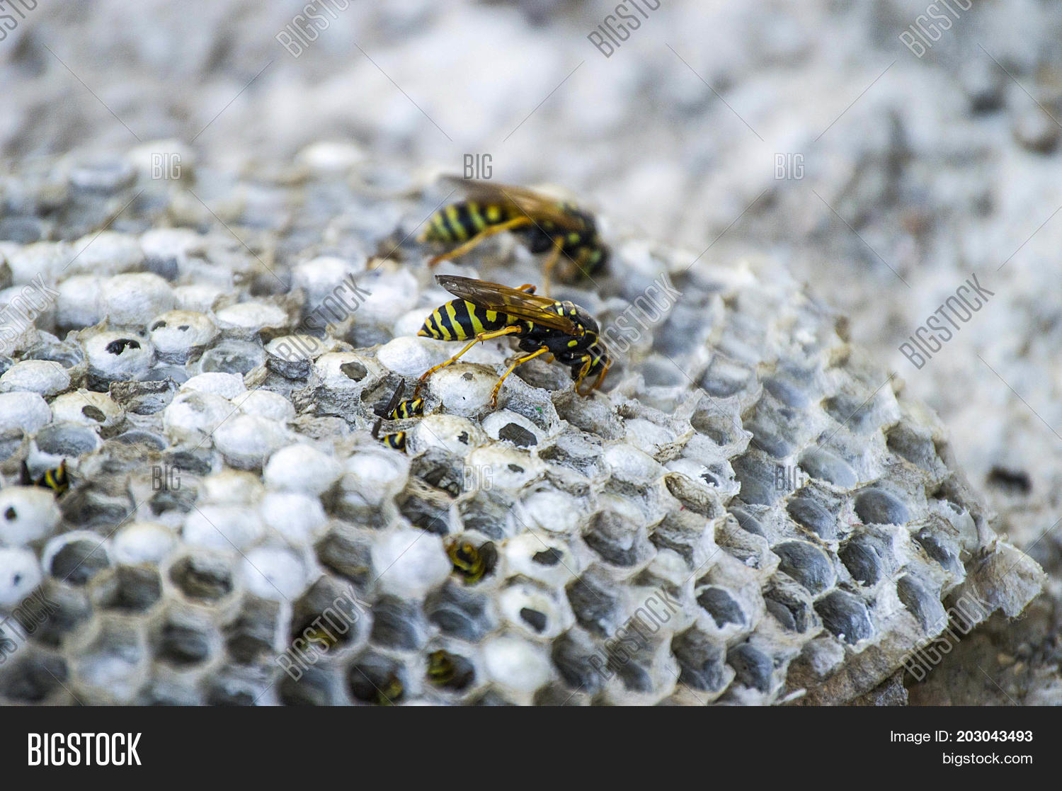 Donkey Bee, Wild Bees Image & Photo (Free Trial) | Bigstock