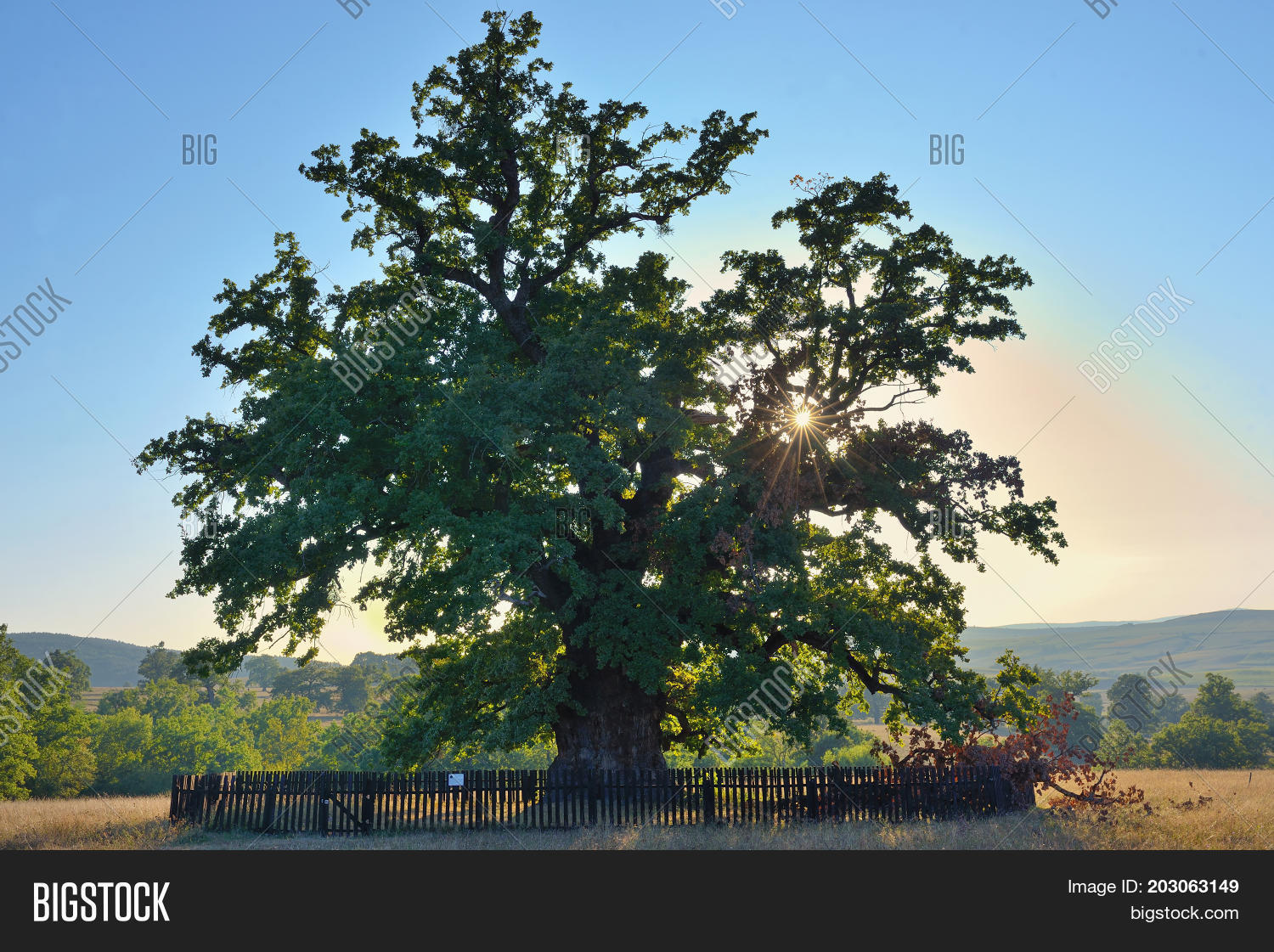 Oldest Oak Romania Image & Photo (Free Trial) | Bigstock