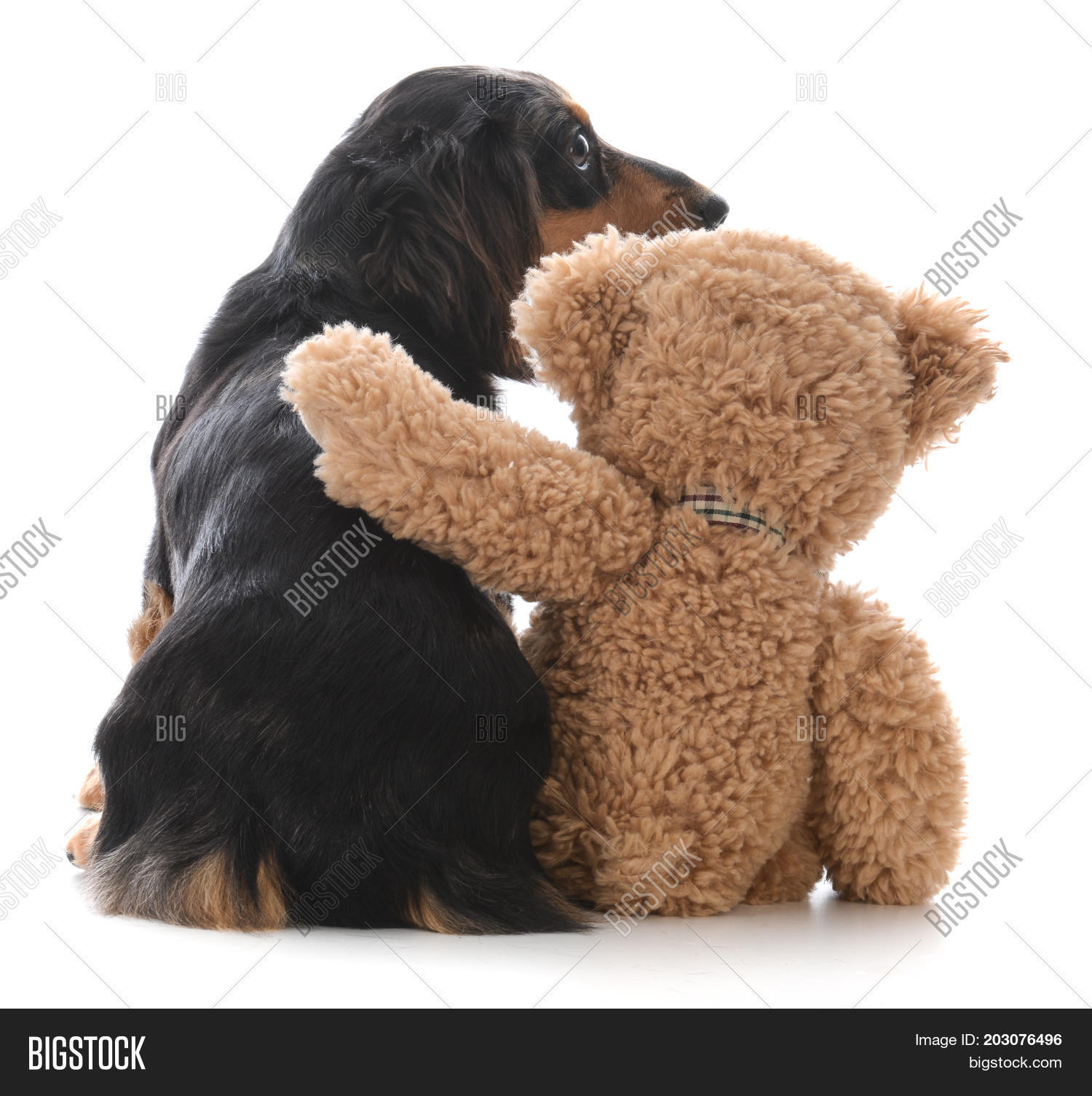 Dog Sitting Teddy Bear Image & Photo (Free Trial) | Bigstock