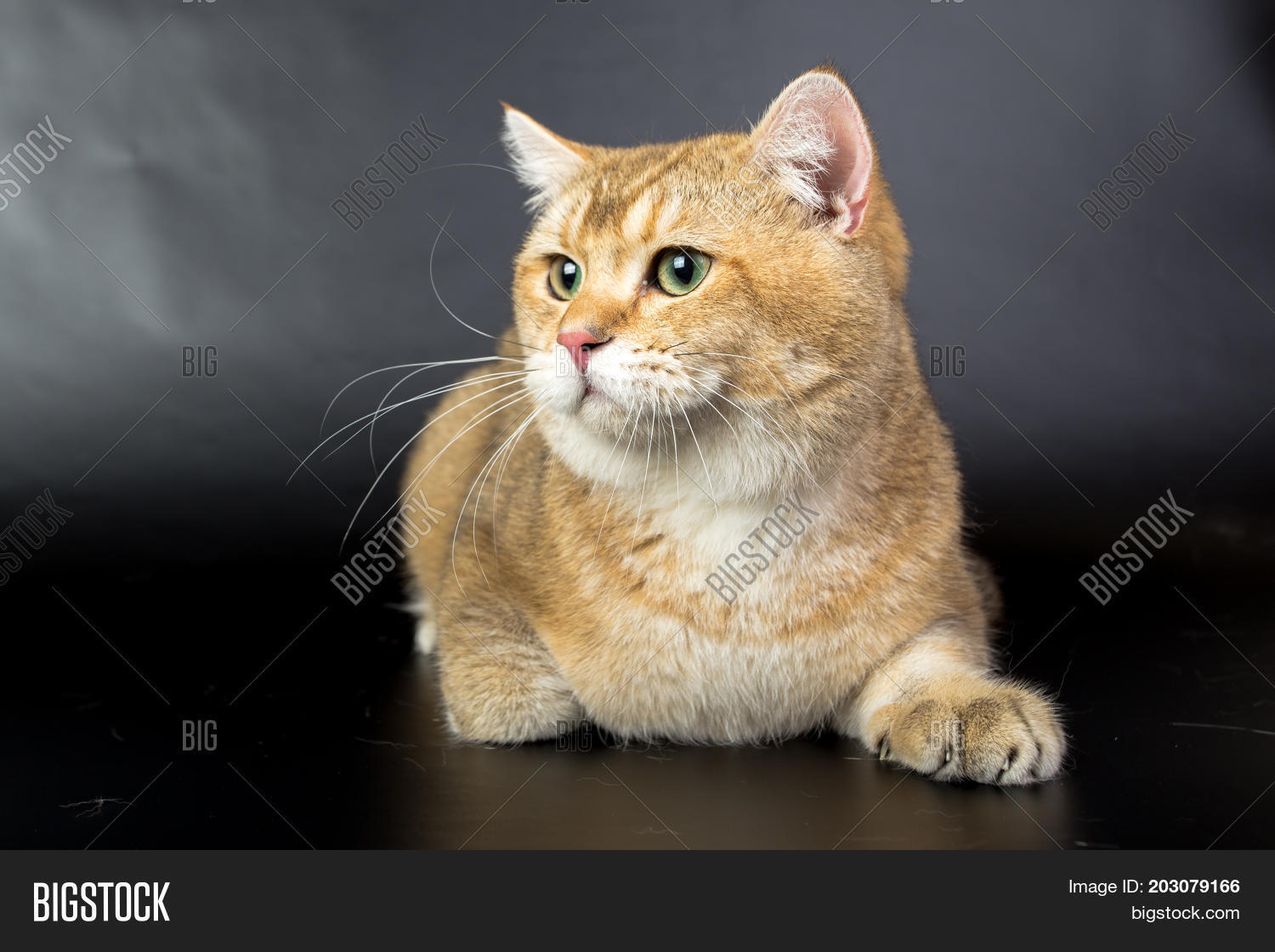 British Gold, Cat Image & Photo (Free Trial) | Bigstock