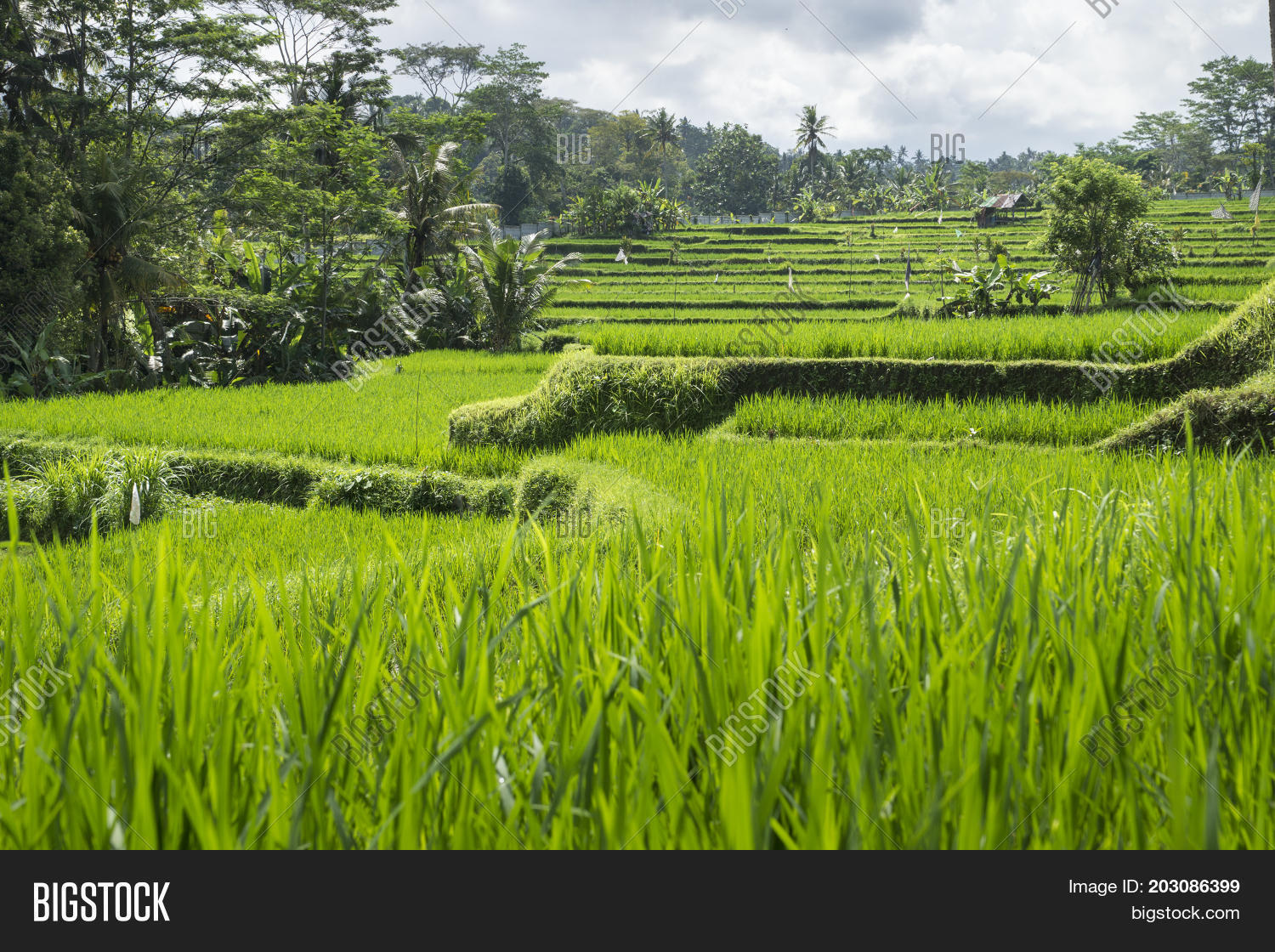 Terraced Ricefield Sun Image & Photo (Free Trial) | Bigstock