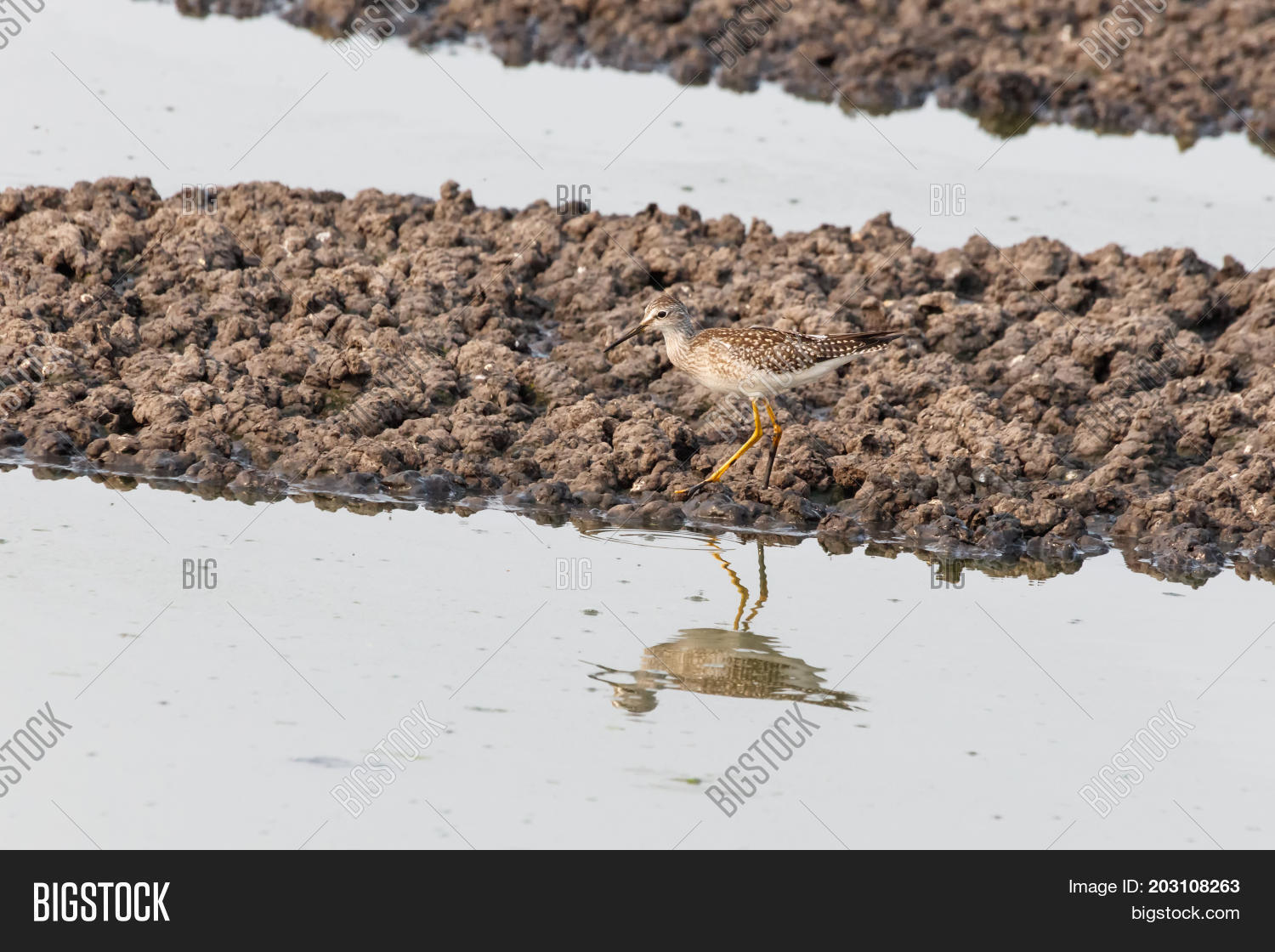 Greater Yellowlegs Image & Photo (Free Trial) | Bigstock
