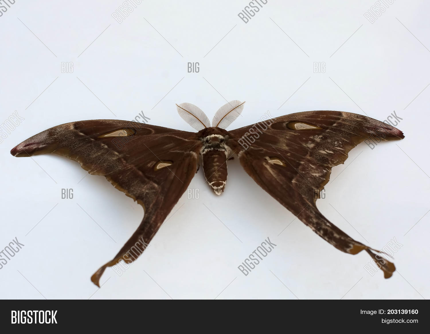Largest Moth Australia Image & Photo (Free Trial) | Bigstock