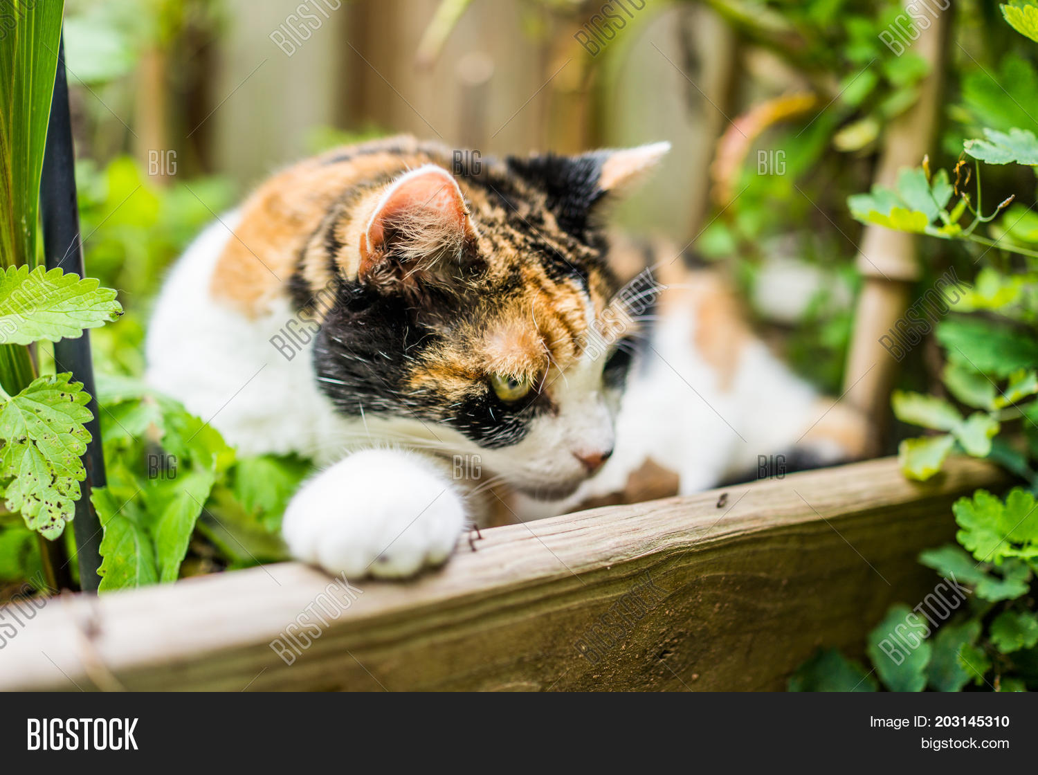 Closeup Calico Cat Image & Photo (Free Trial) | Bigstock