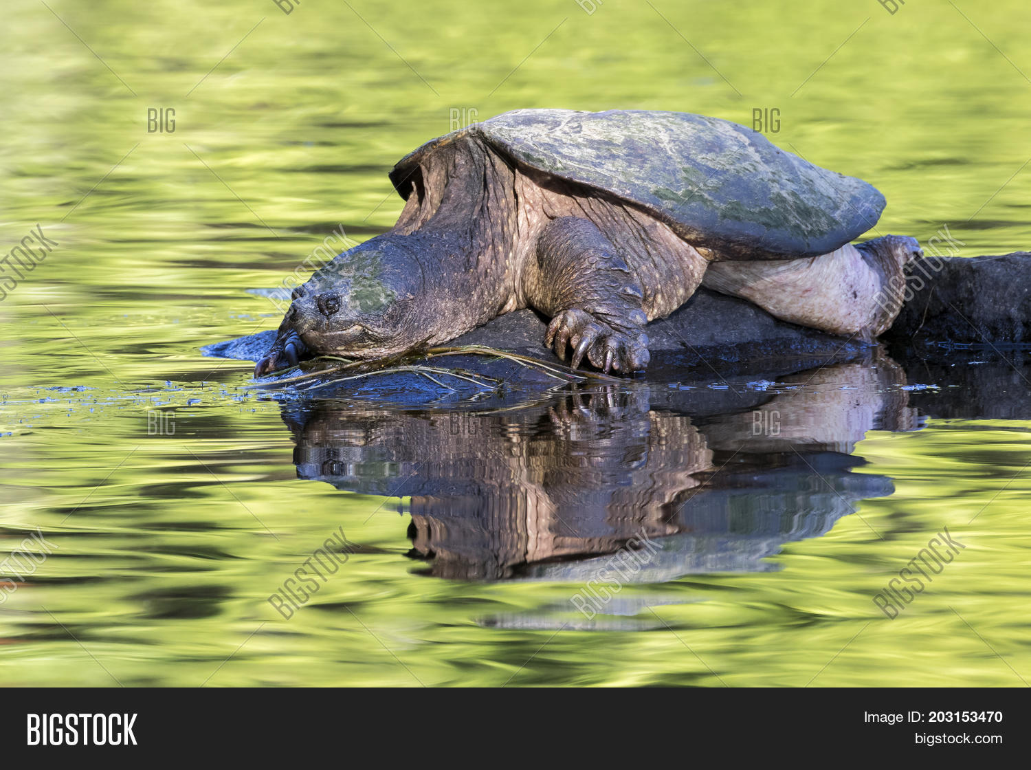 Large Common Snapping Image & Photo (Free Trial) | Bigstock