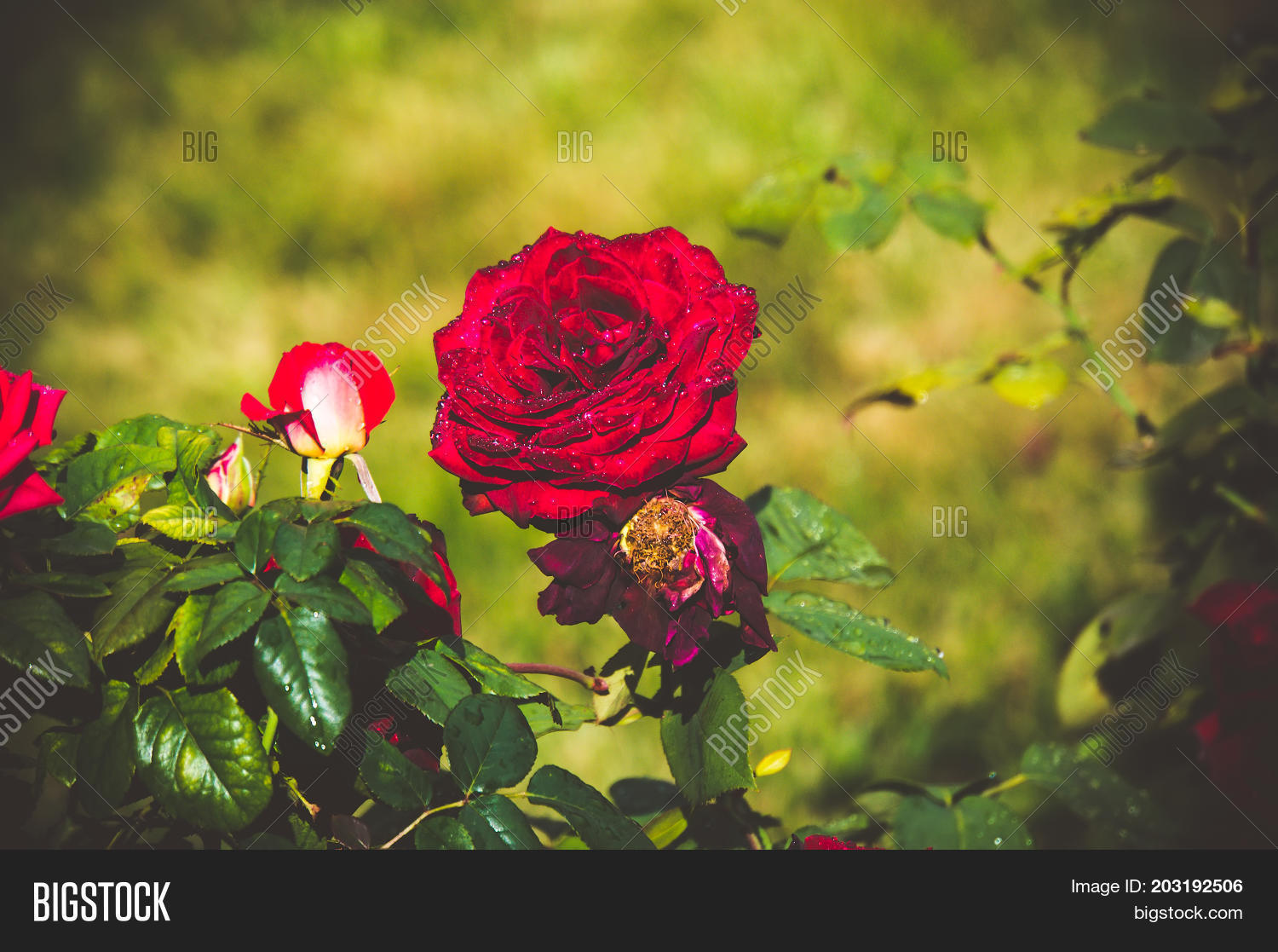 Vintage Roses - Image & Photo (Free Trial) | Bigstock