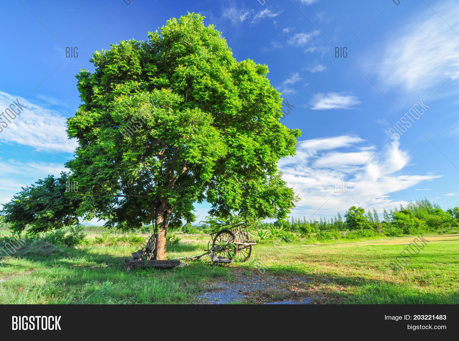 Big Tree Countryside. Image & Photo (Free Trial) | Bigstock