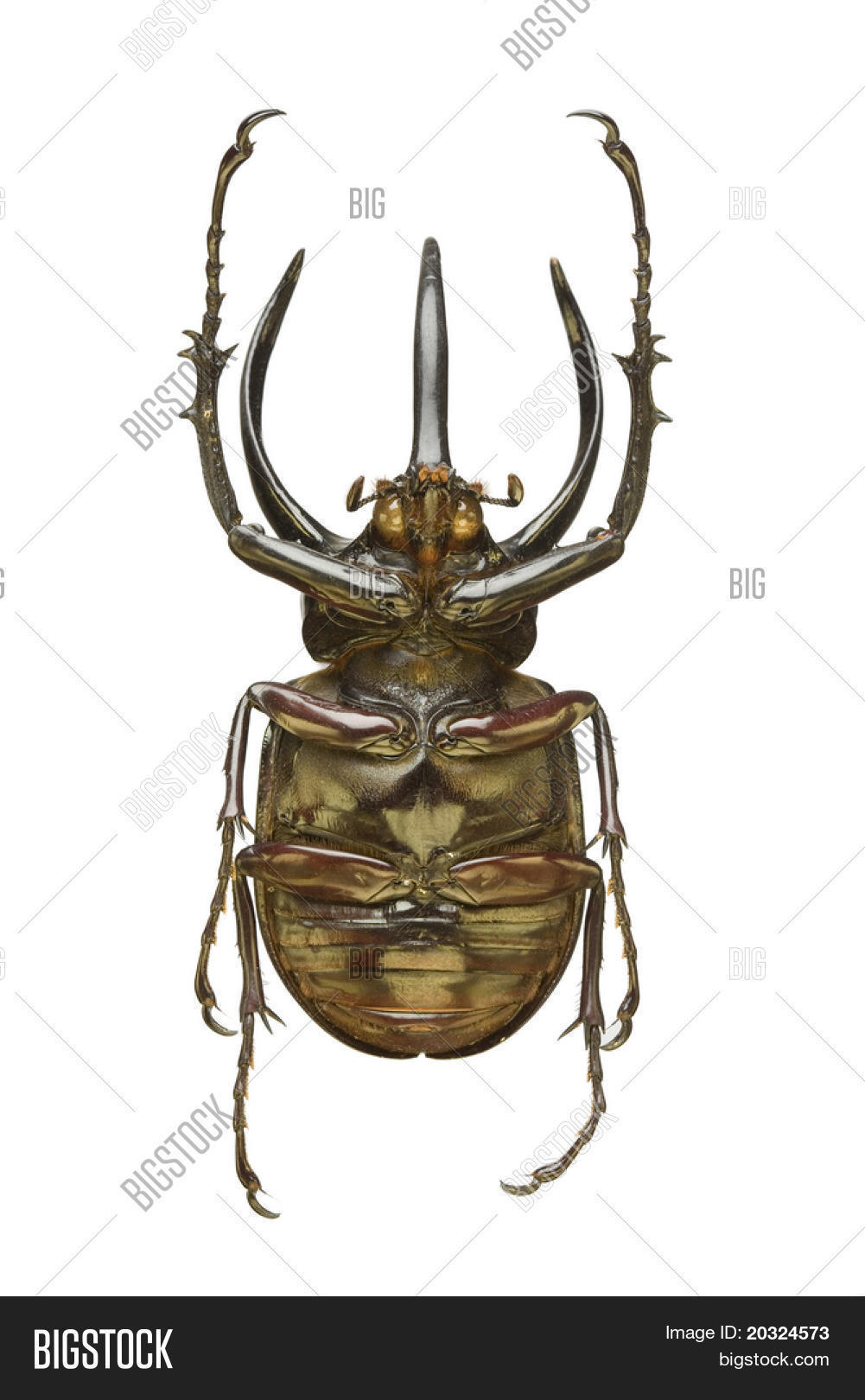 Bottom View Large Image & Photo (Free Trial) | Bigstock