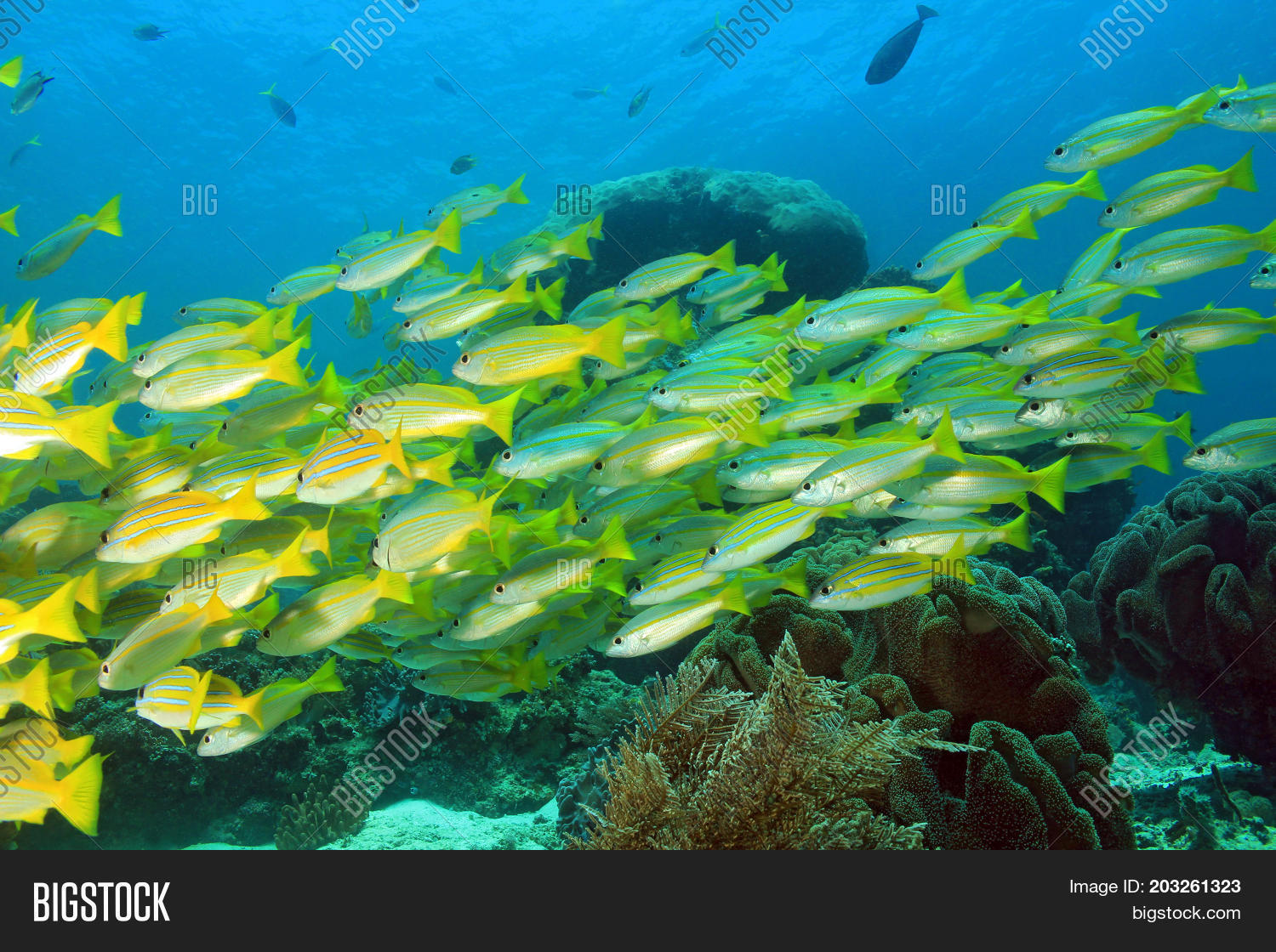 School Snappers. Image & Photo (Free Trial) | Bigstock