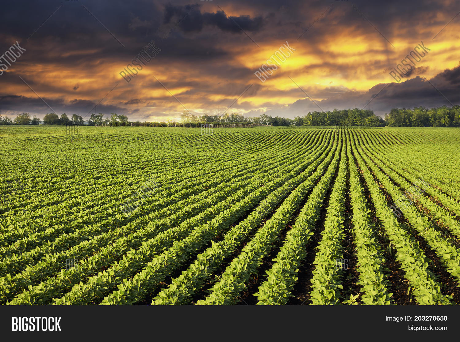 Soy Field Rows Soy Image & Photo (Free Trial) | Bigstock