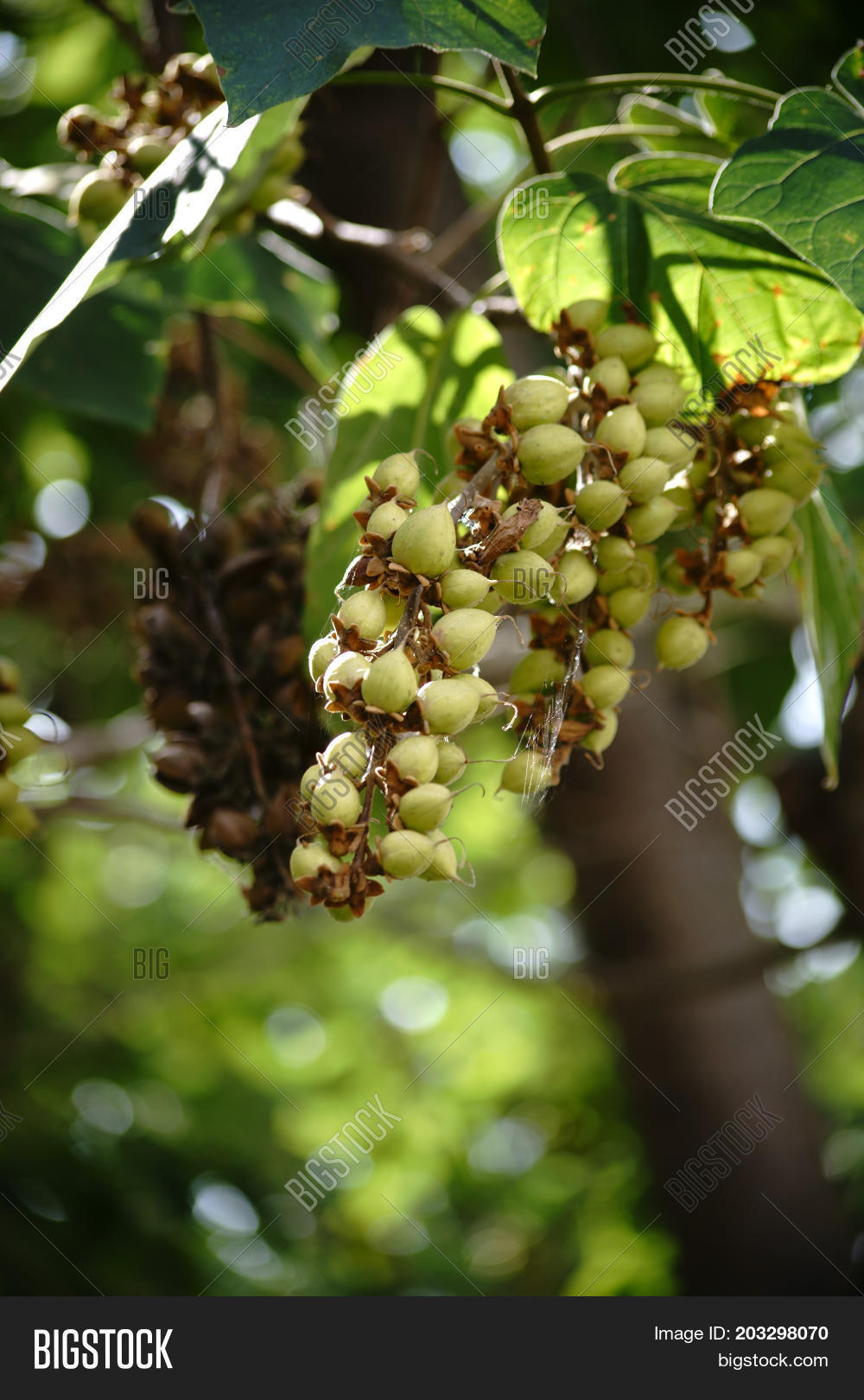 Green Unripe Fruits Image & Photo (Free Trial) | Bigstock