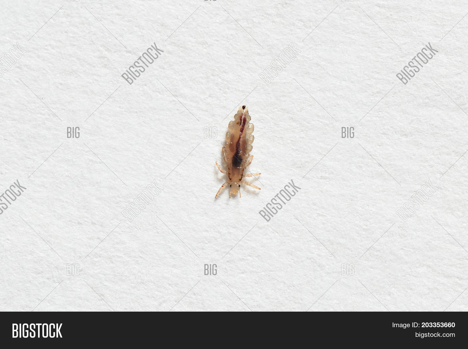 Insect Lice On White Image & Photo (Free Trial) | Bigstock