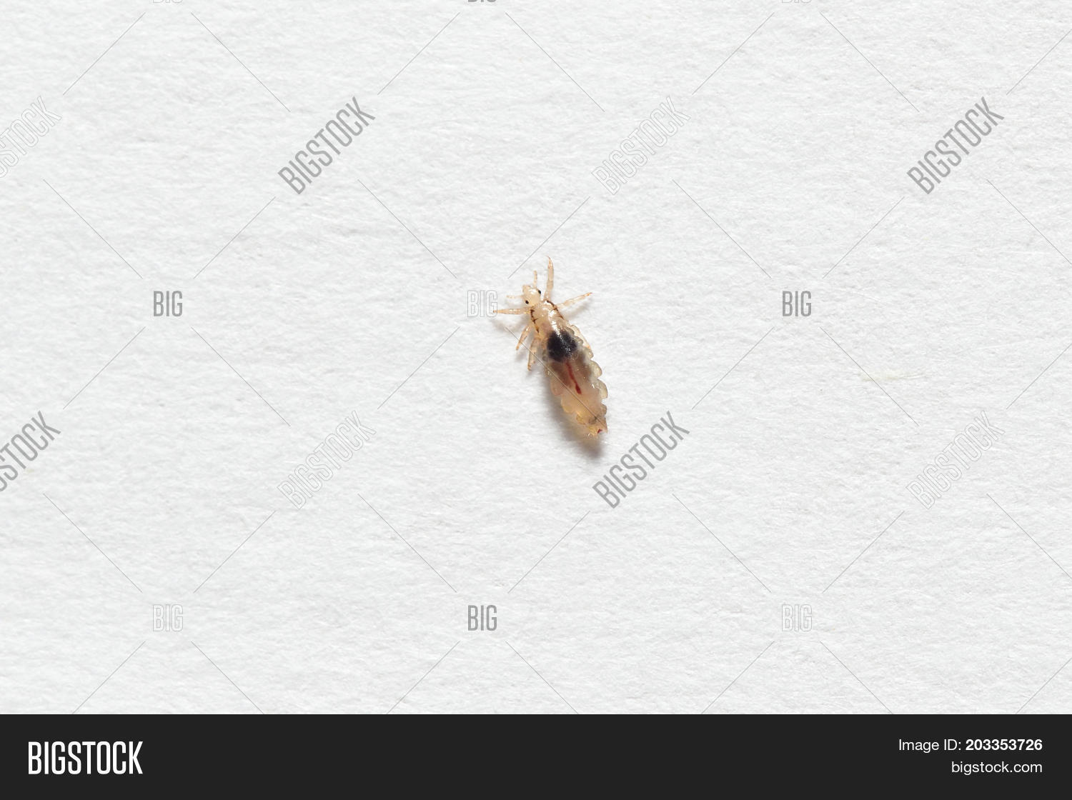 Insect Lice On White Image & Photo (Free Trial) | Bigstock
