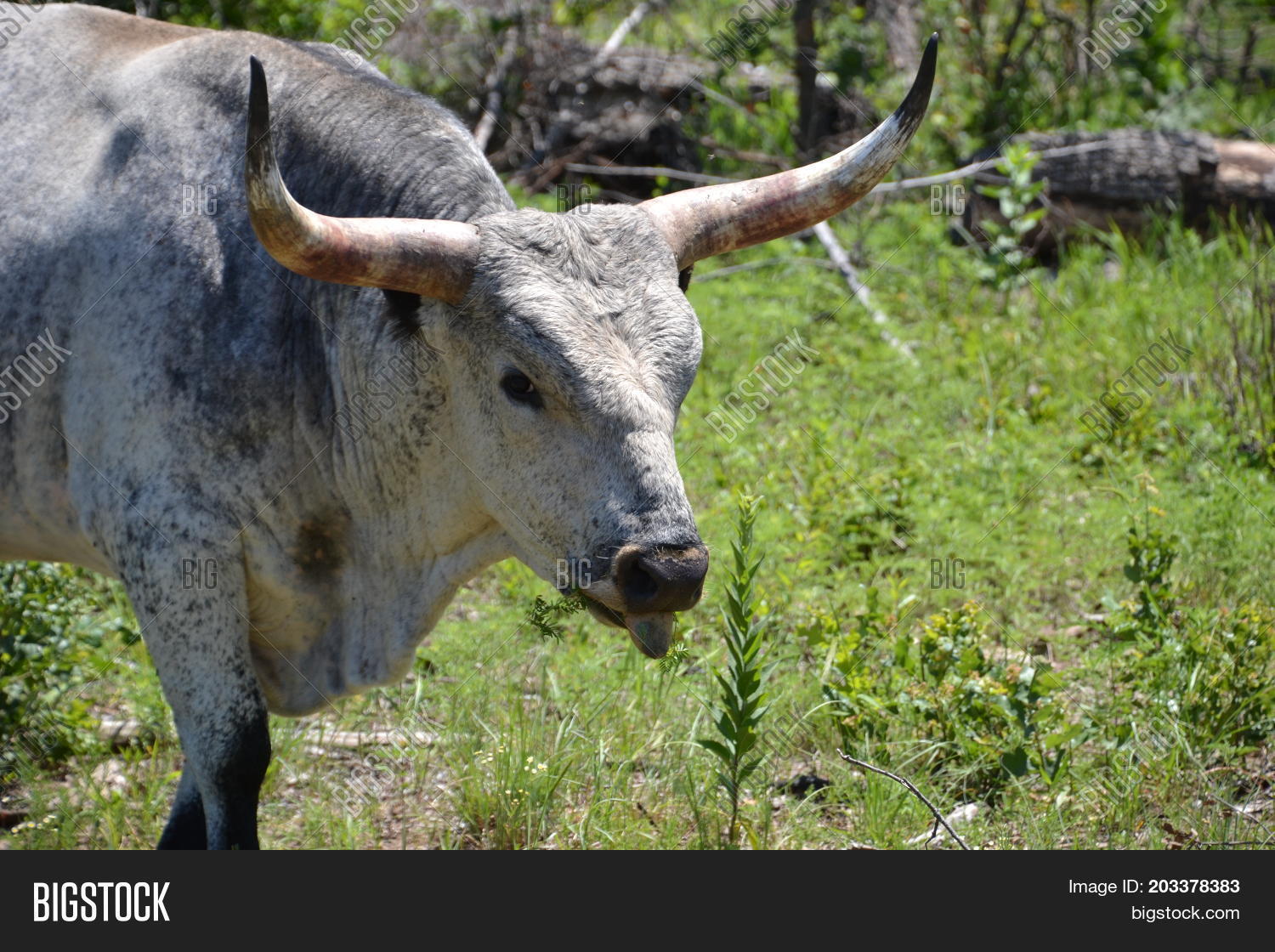 Long Horn Steer On Image & Photo (Free Trial) | Bigstock
