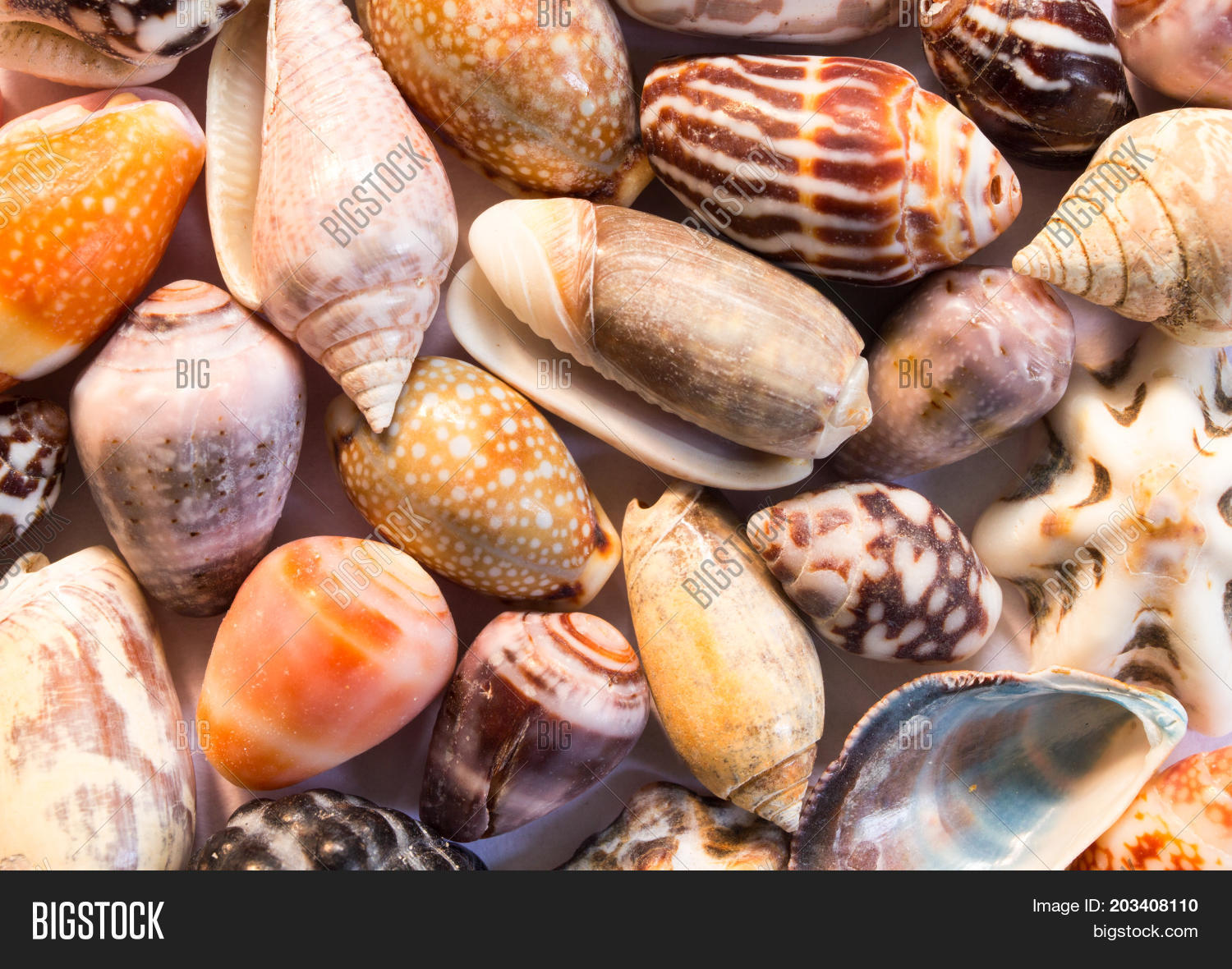 Hot Orange Sea Shells Image & Photo (Free Trial) | Bigstock
