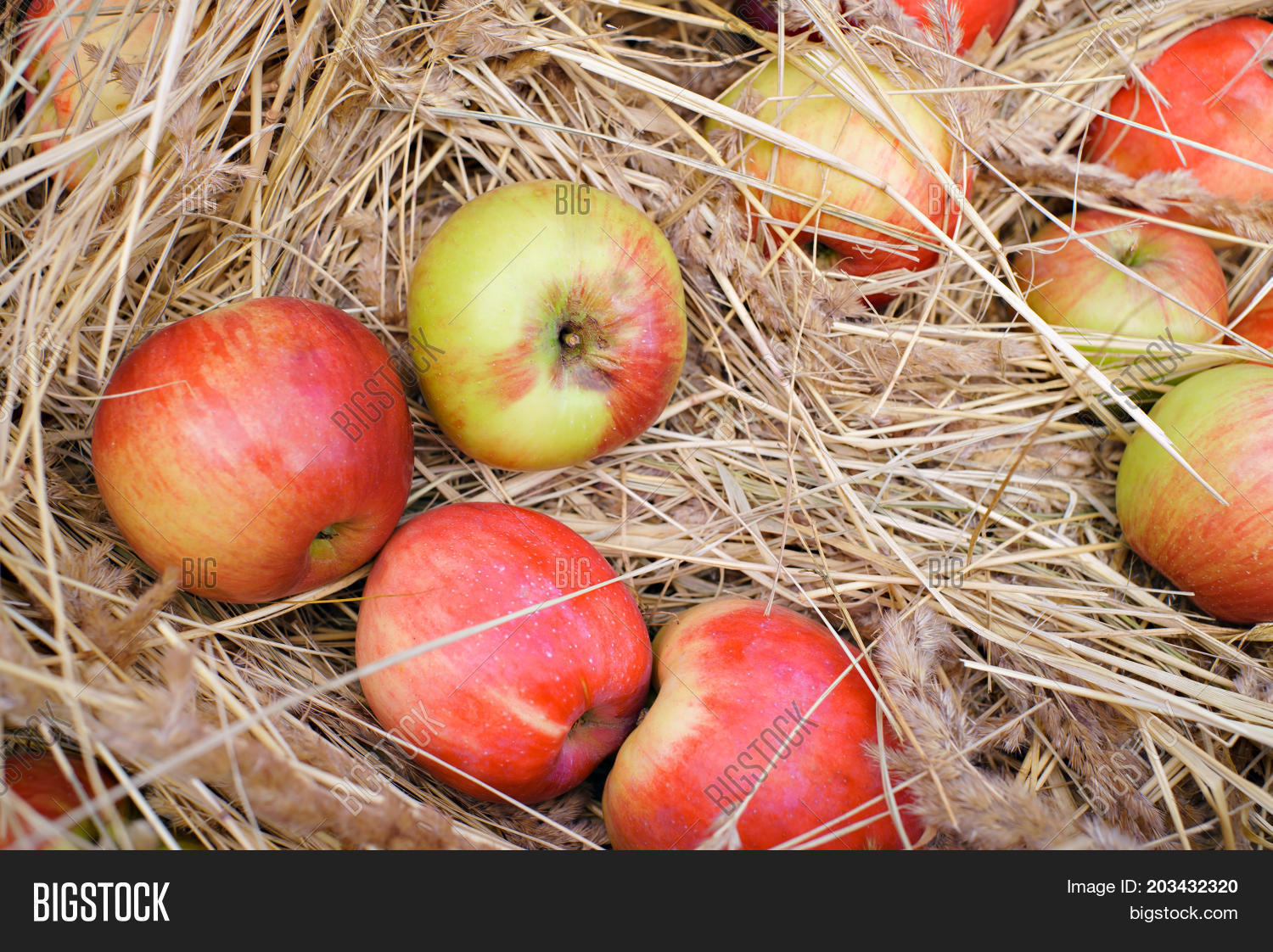 Harvesting Apples Image & Photo (Free Trial) | Bigstock