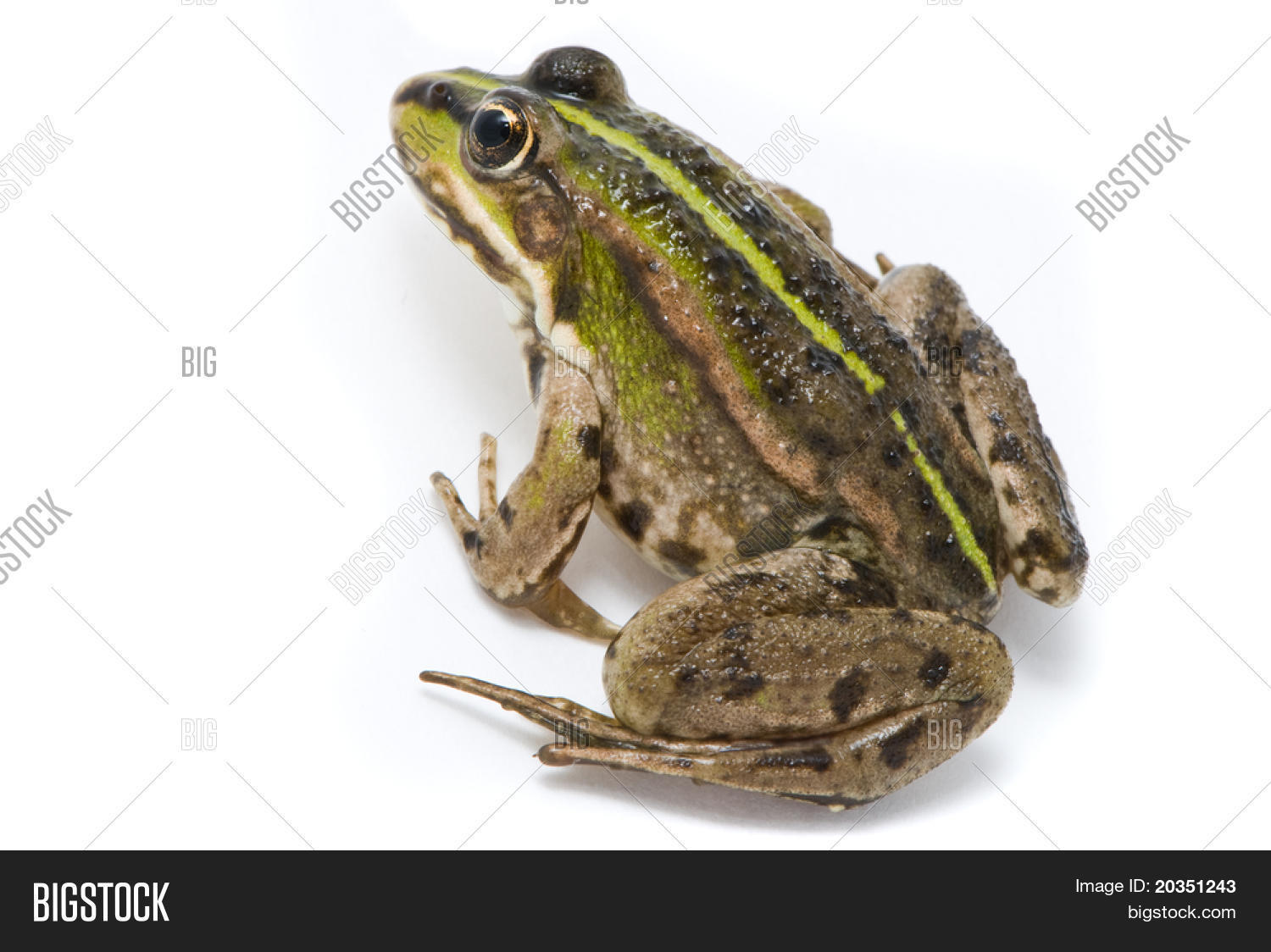 Rana Ridibunda. Frog Image & Photo (Free Trial) | Bigstock