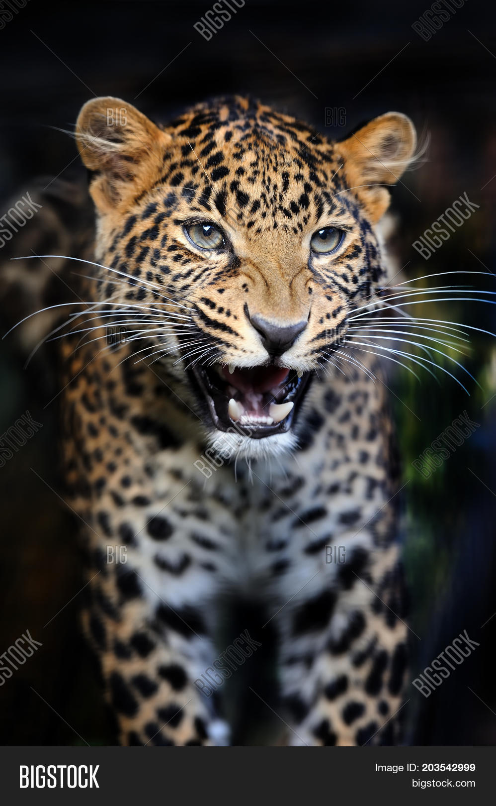 Close Angry Leopard Image & Photo (Free Trial) | Bigstock